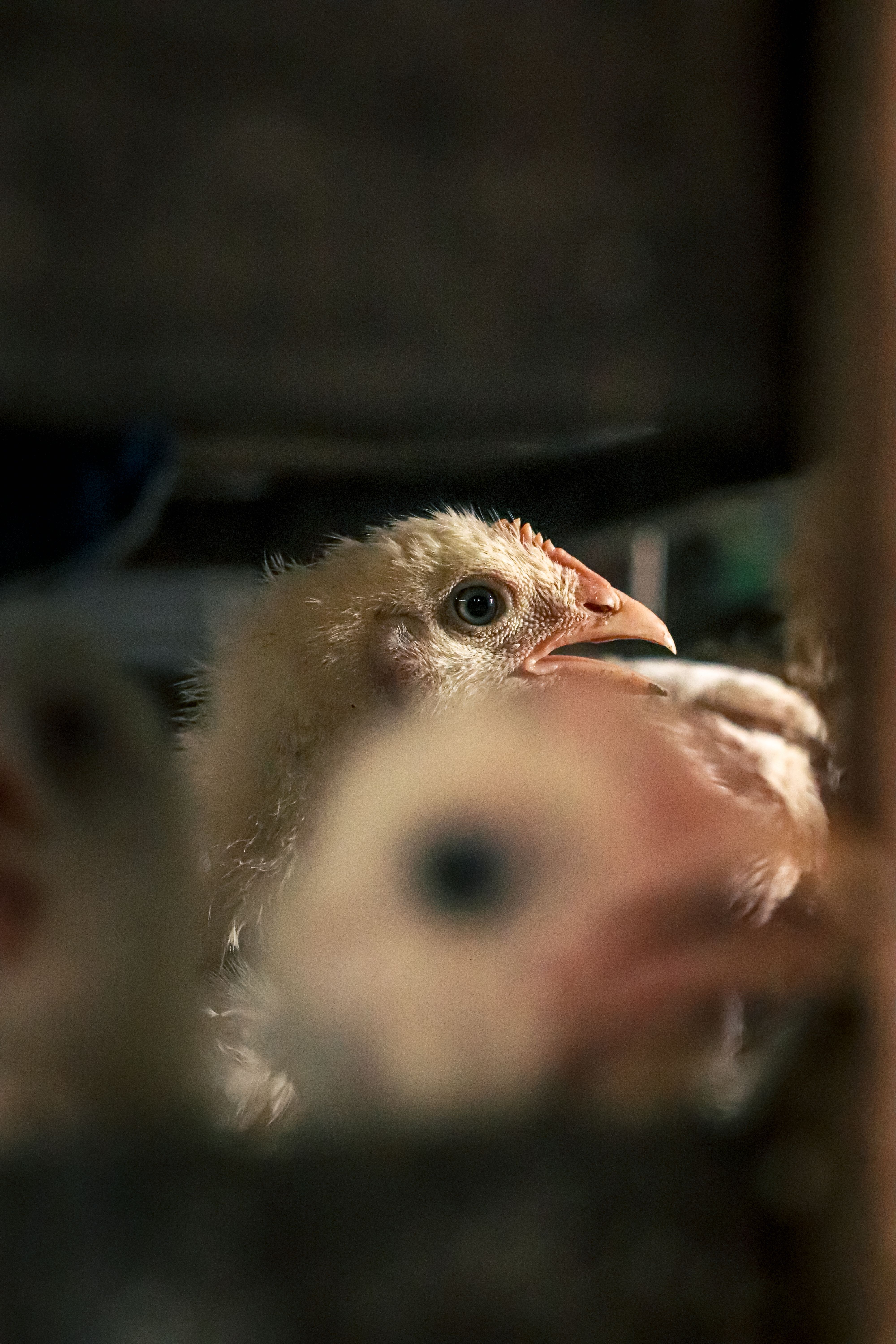 Close-up of the Heads of Chickens · Free Stock Photo