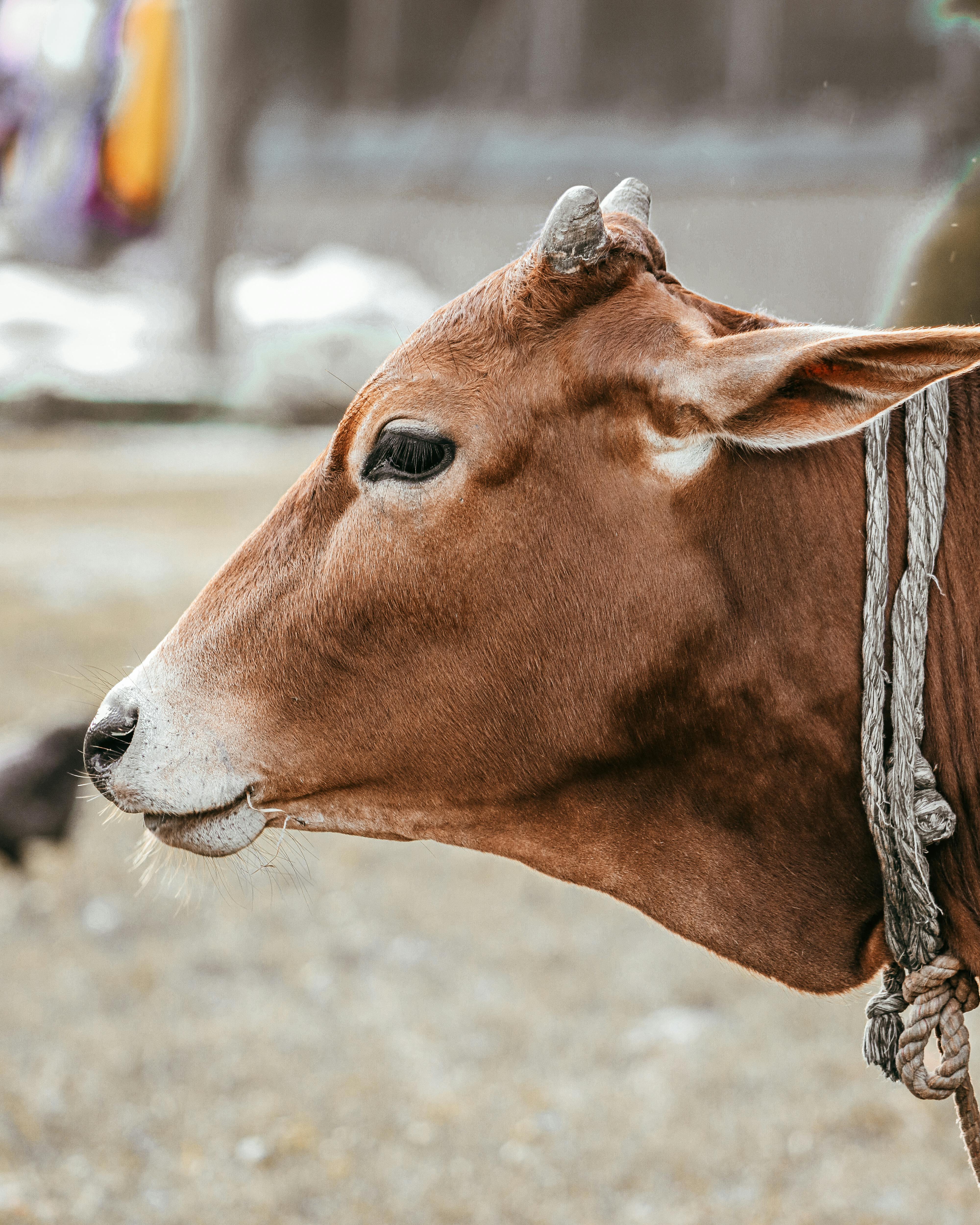 Head of a Brown Cow in Close-up Shot · Free Stock Photo