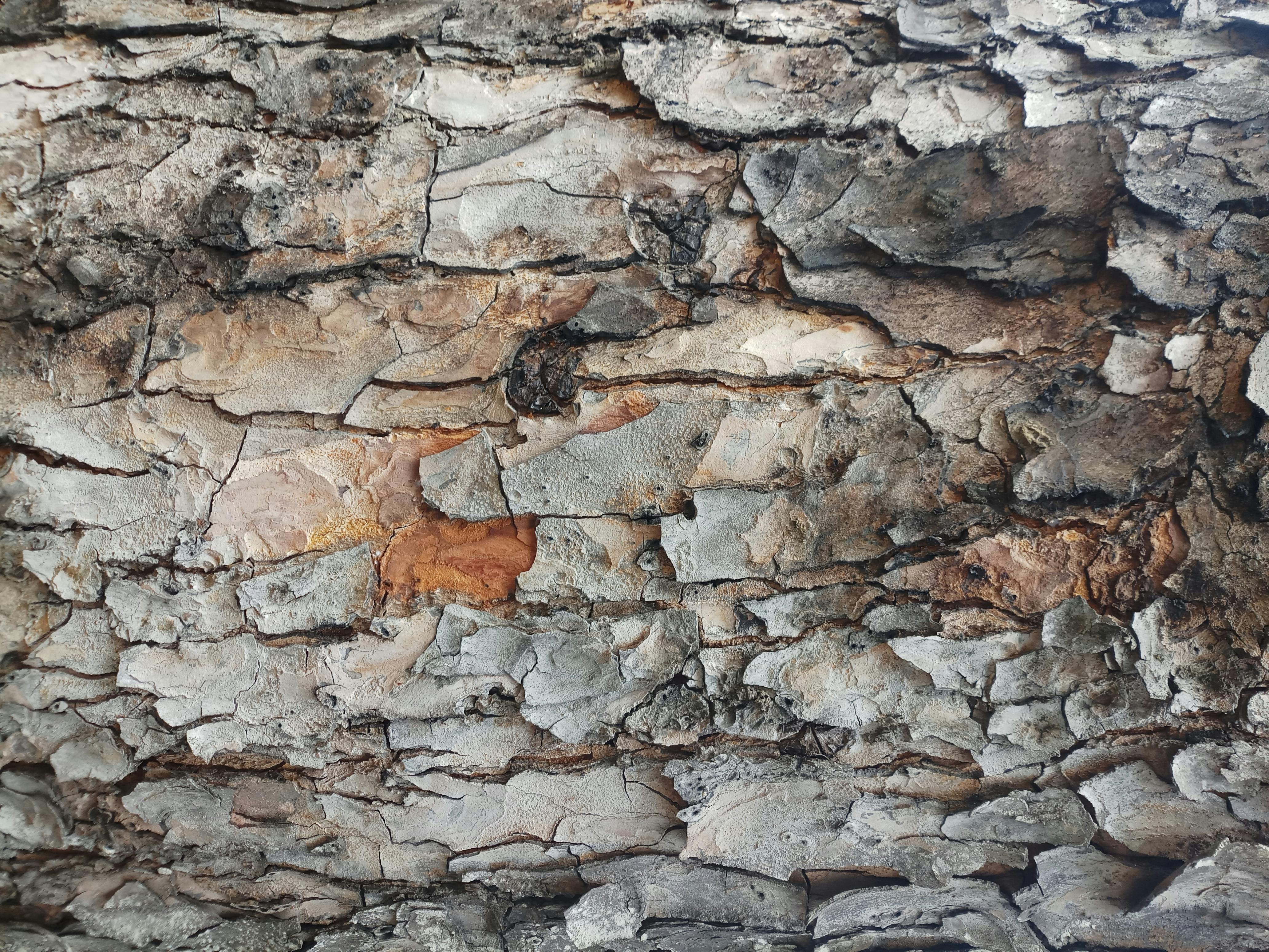 Close-Up View Of A Tree Bark · Free Stock Photo