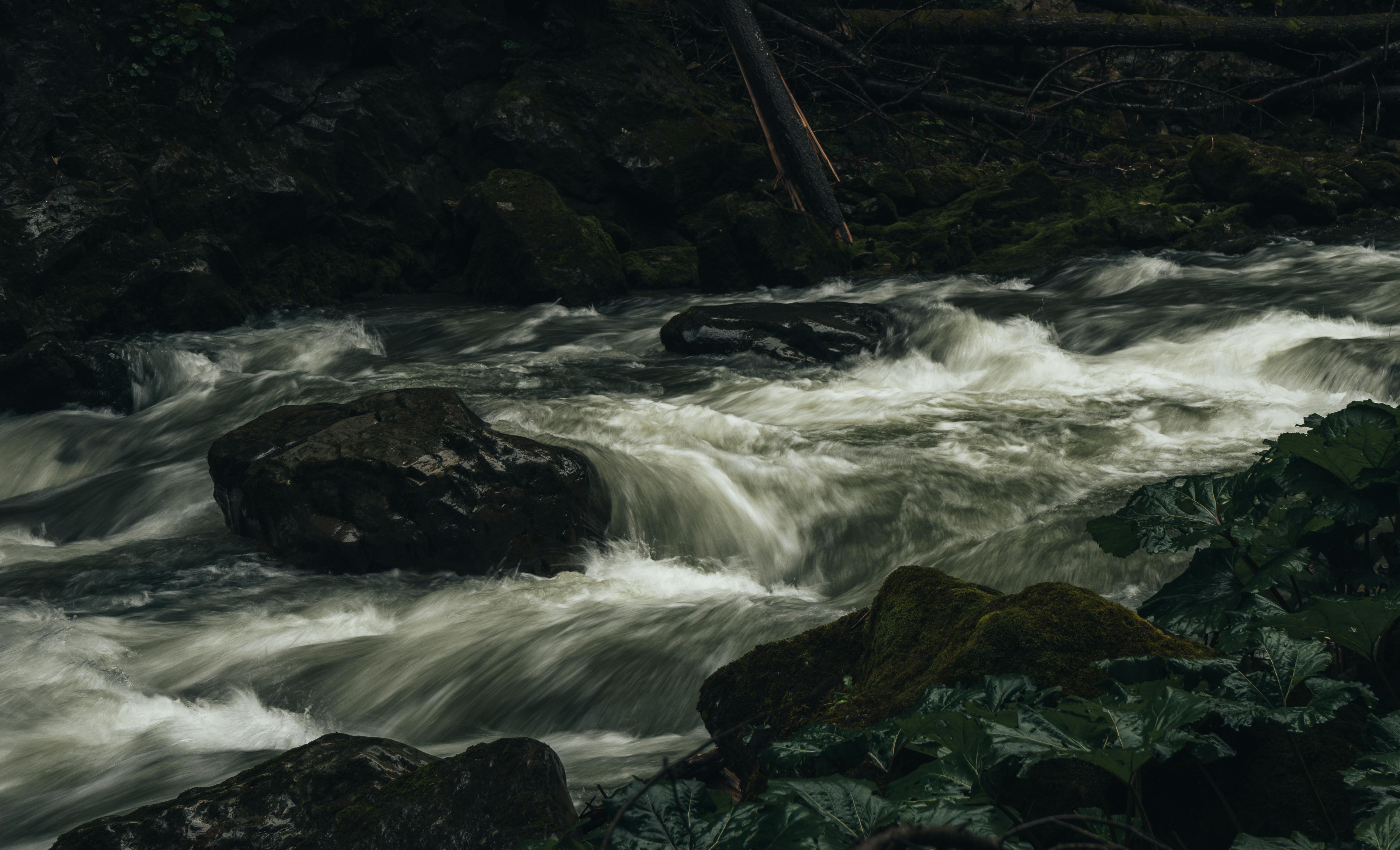 A Rocky River in the Forest · Free Stock Photo