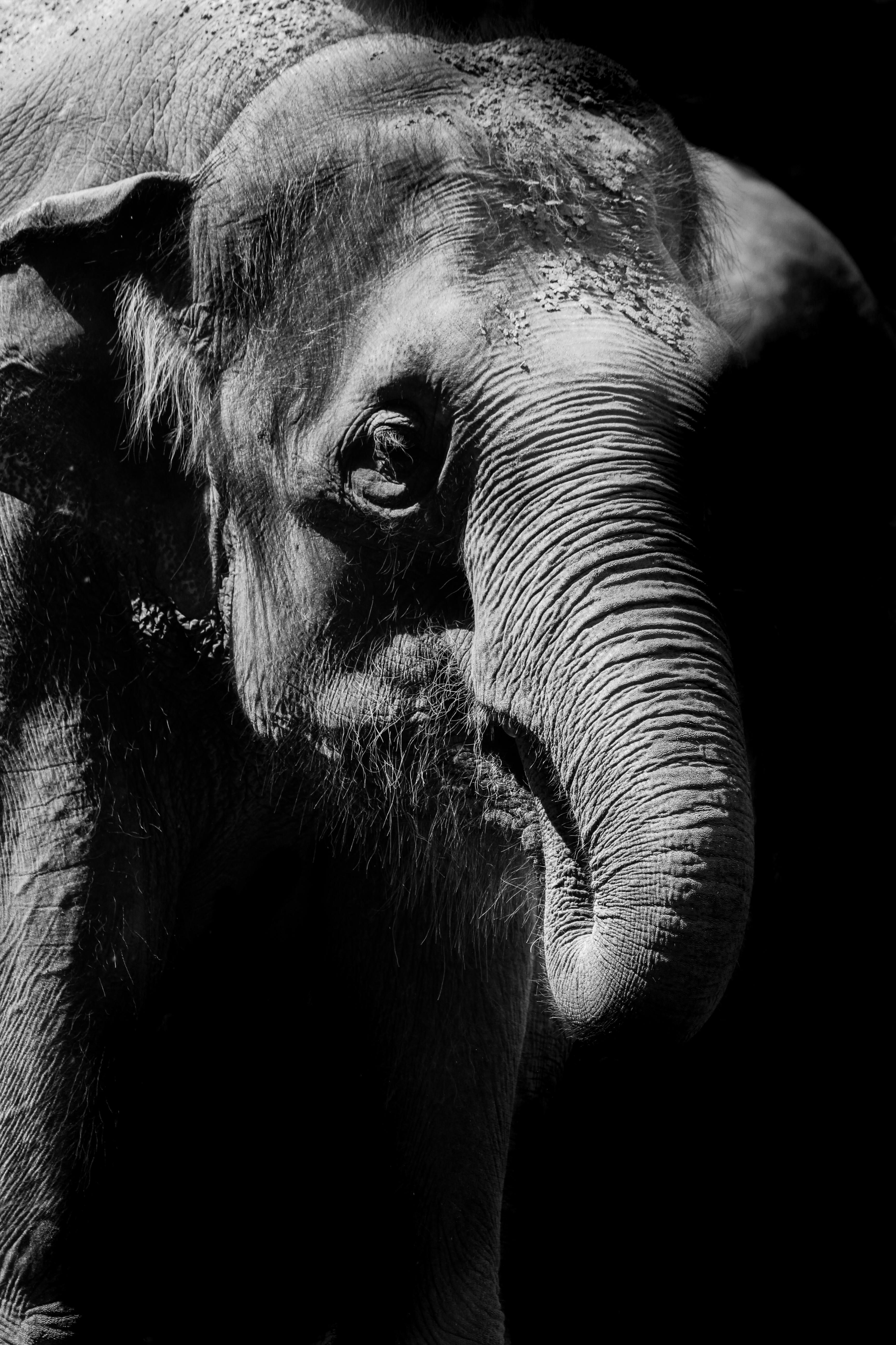 Grayscale Photography of Elephant · Free Stock Photo