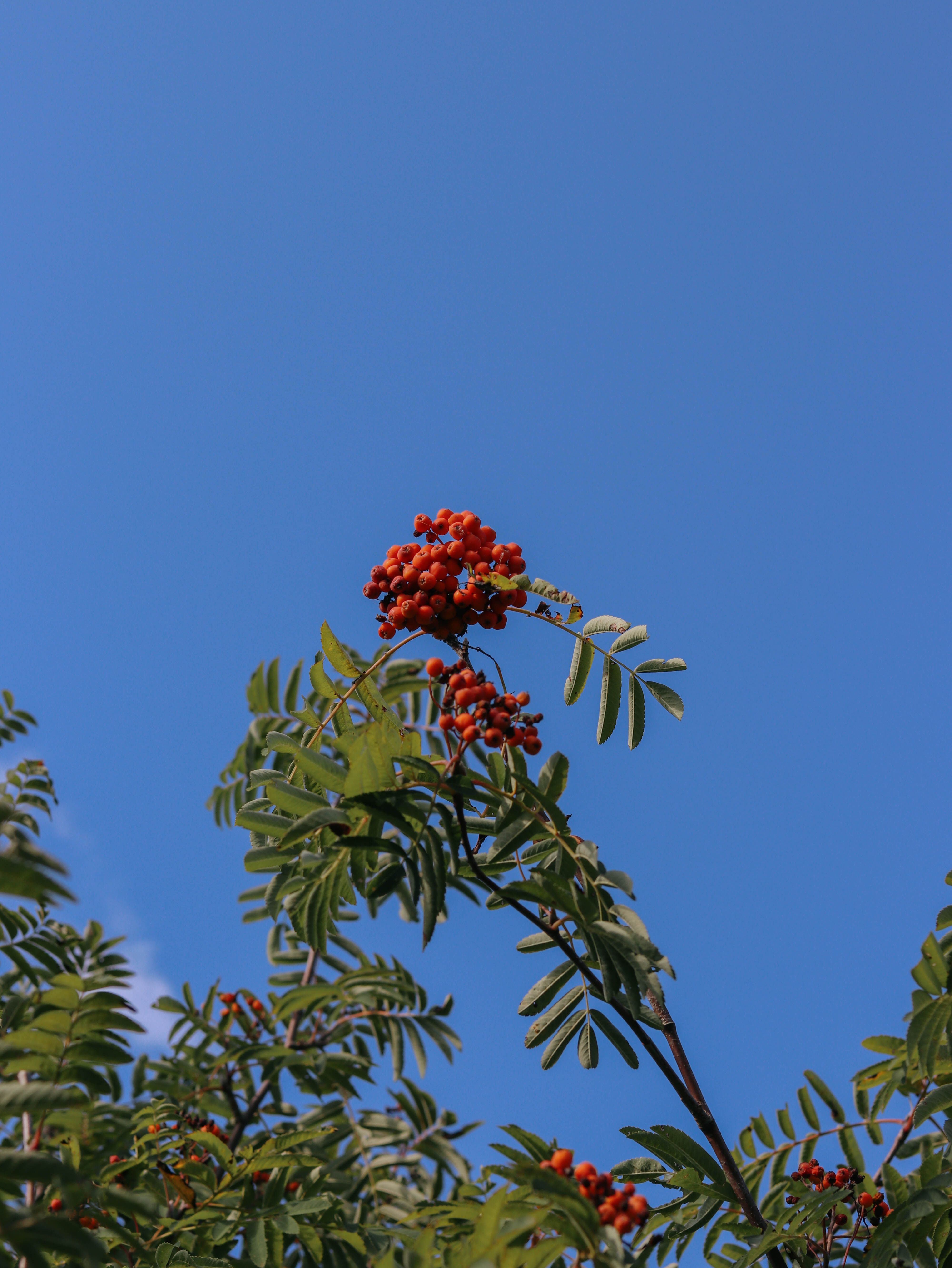 Rowan Plant Under Blue Sky · Free Stock Photo