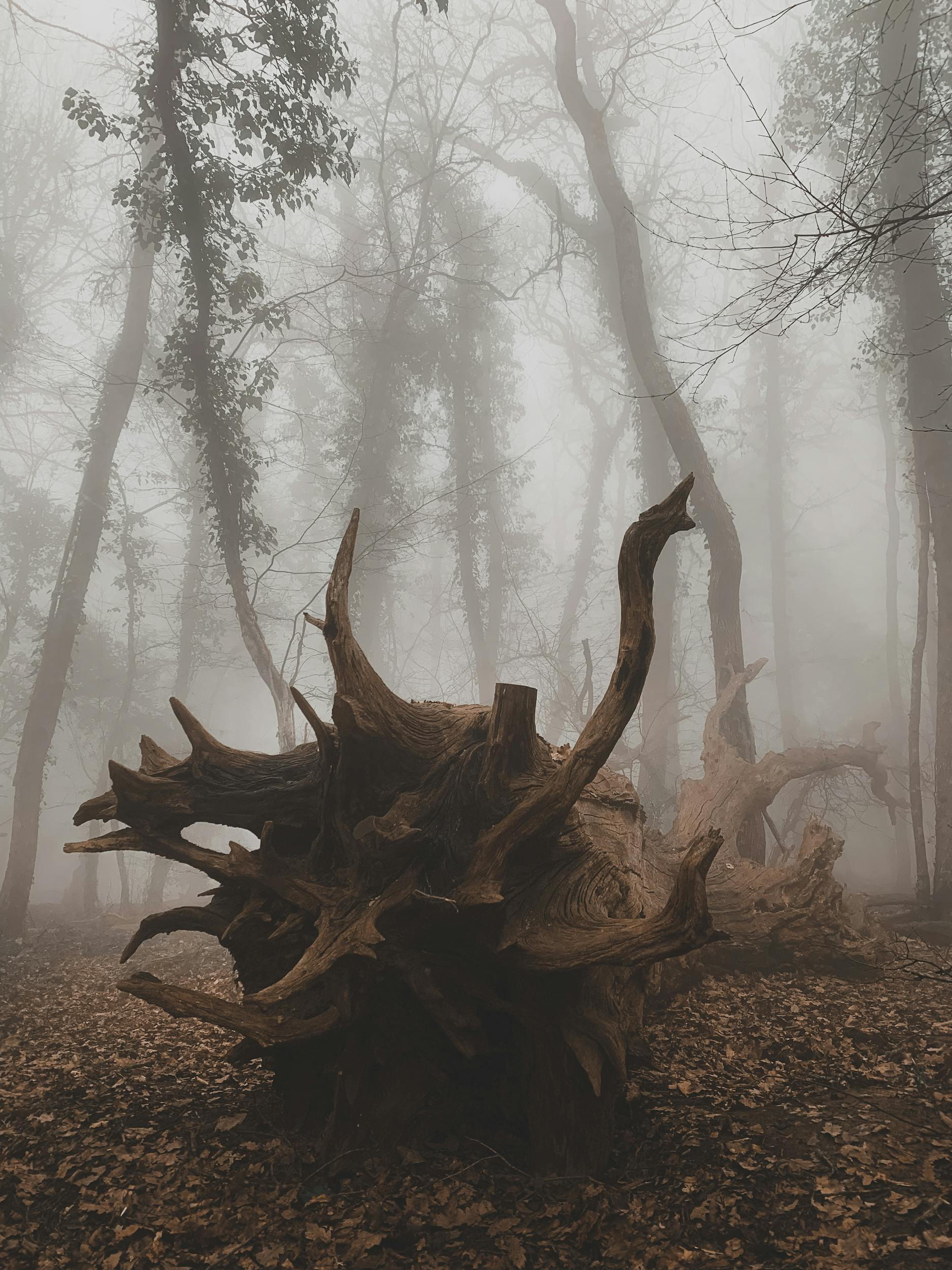 A Fallen Tree in the Forest · Free Stock Photo