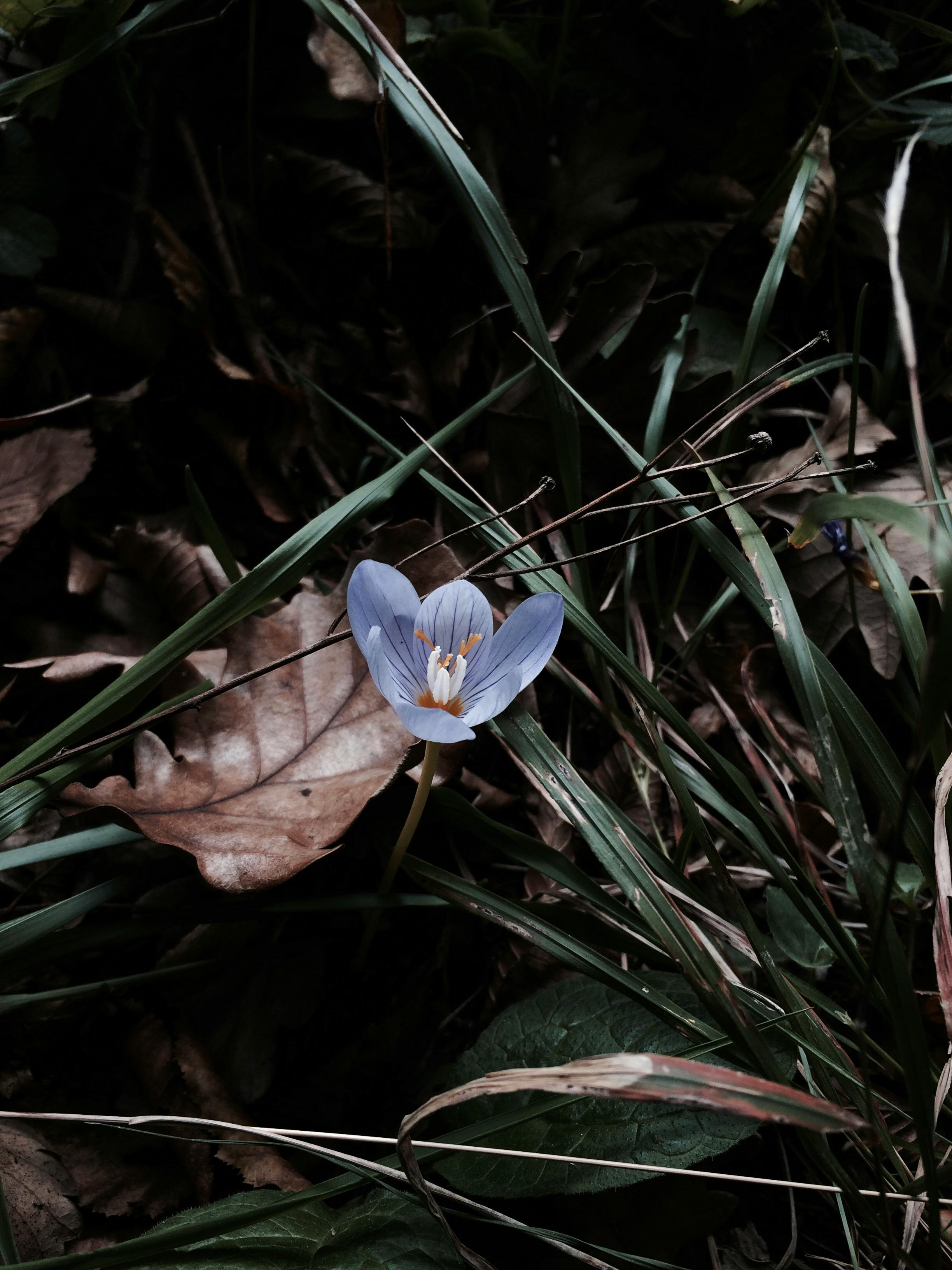 Close-up Photo of a Single Blue Flower · Free Stock Photo