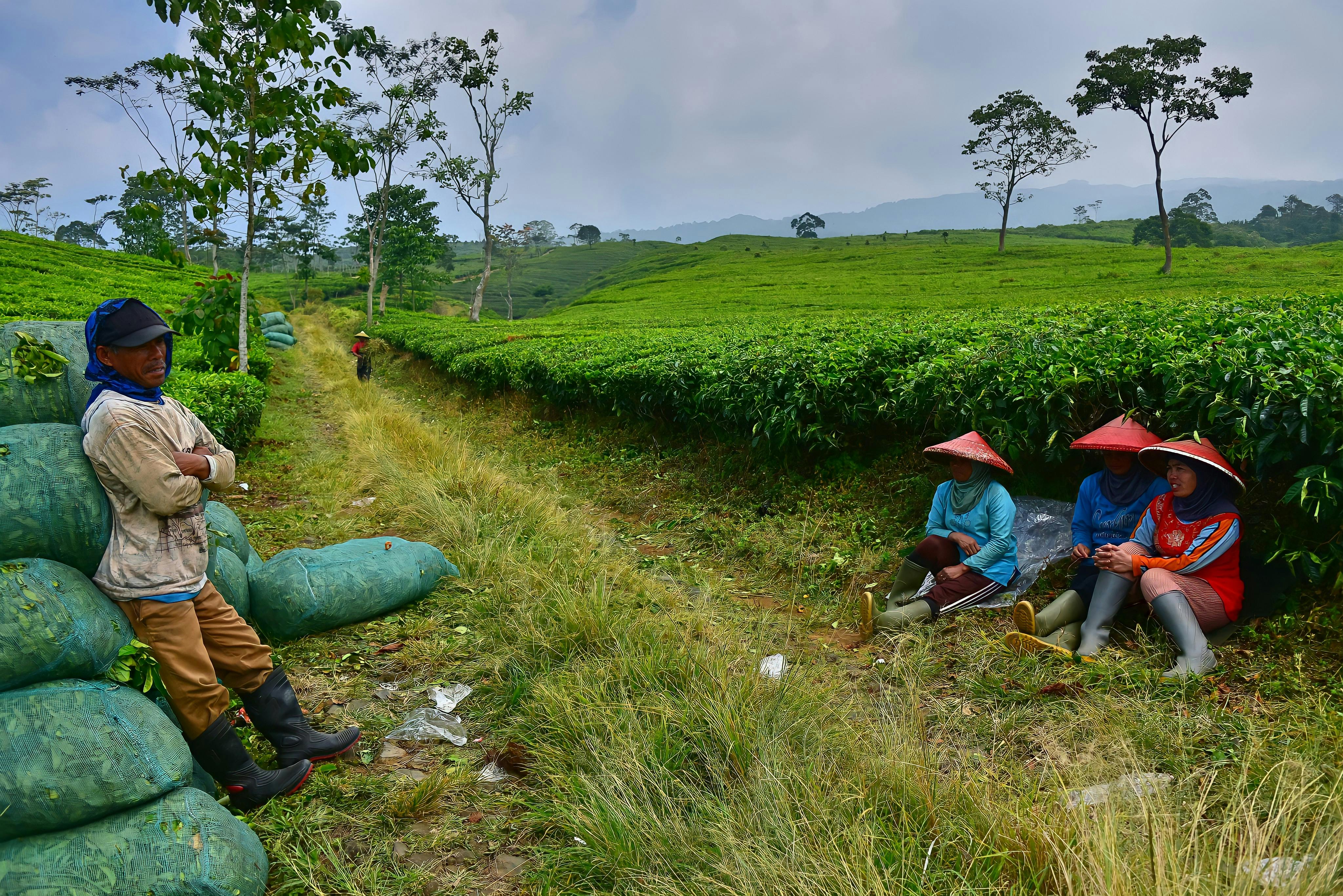 Farmers Harvesting Crops · Free Stock Photo