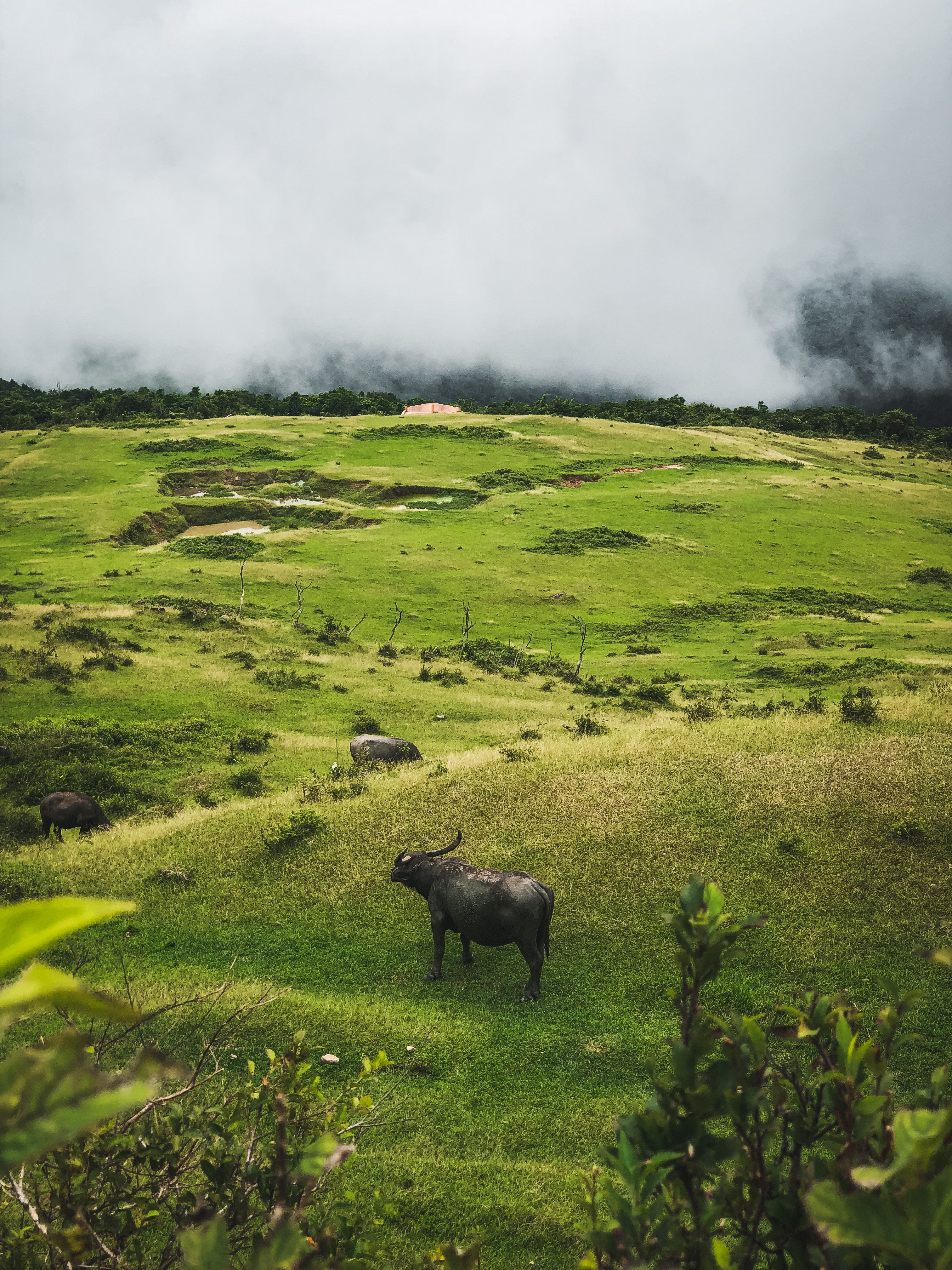 Black Carabao walking on Grassland · Free Stock Photo