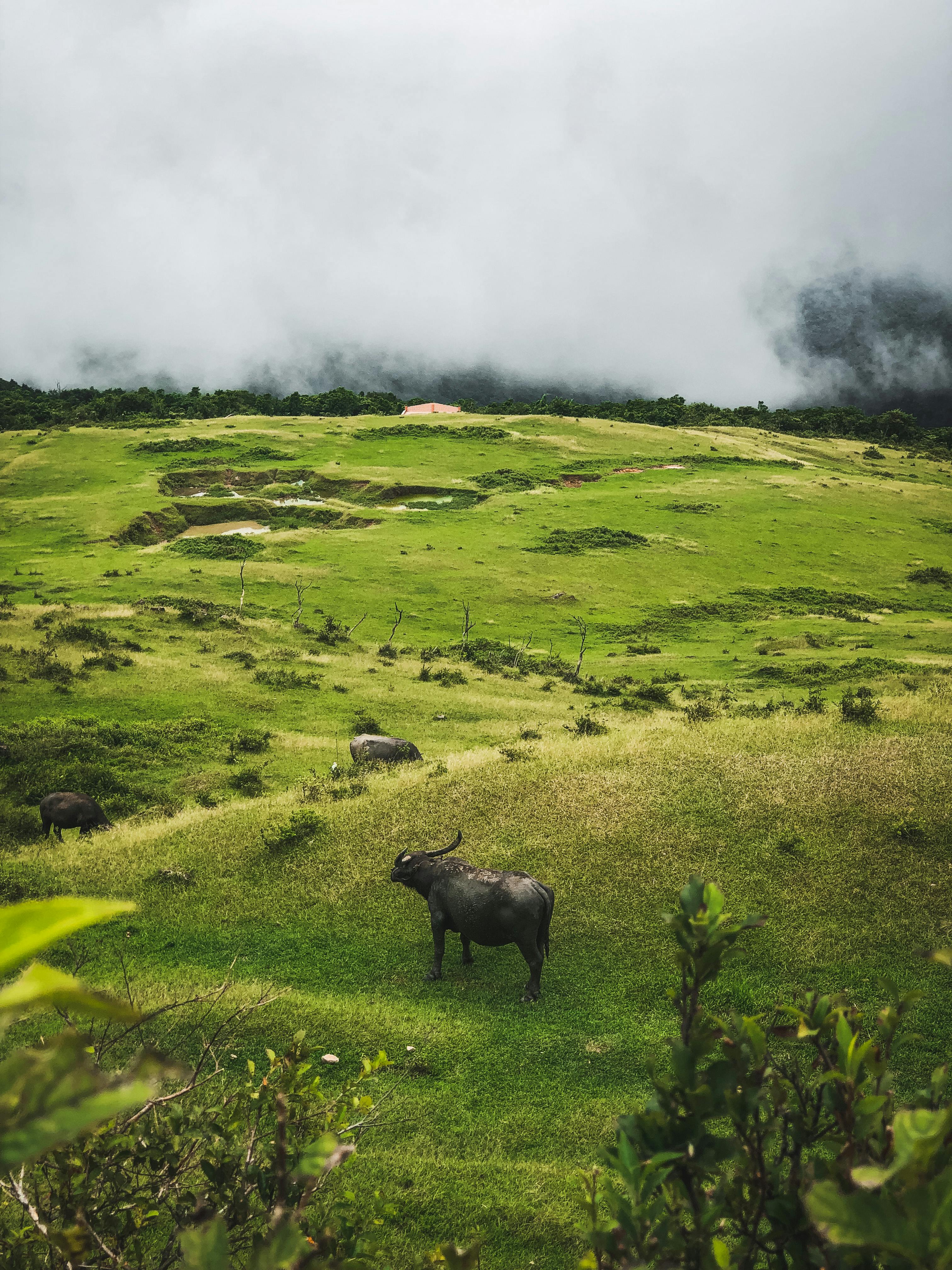 20+ Best Carabao Photos · 100% Free Download · Pexels Stock Photos
