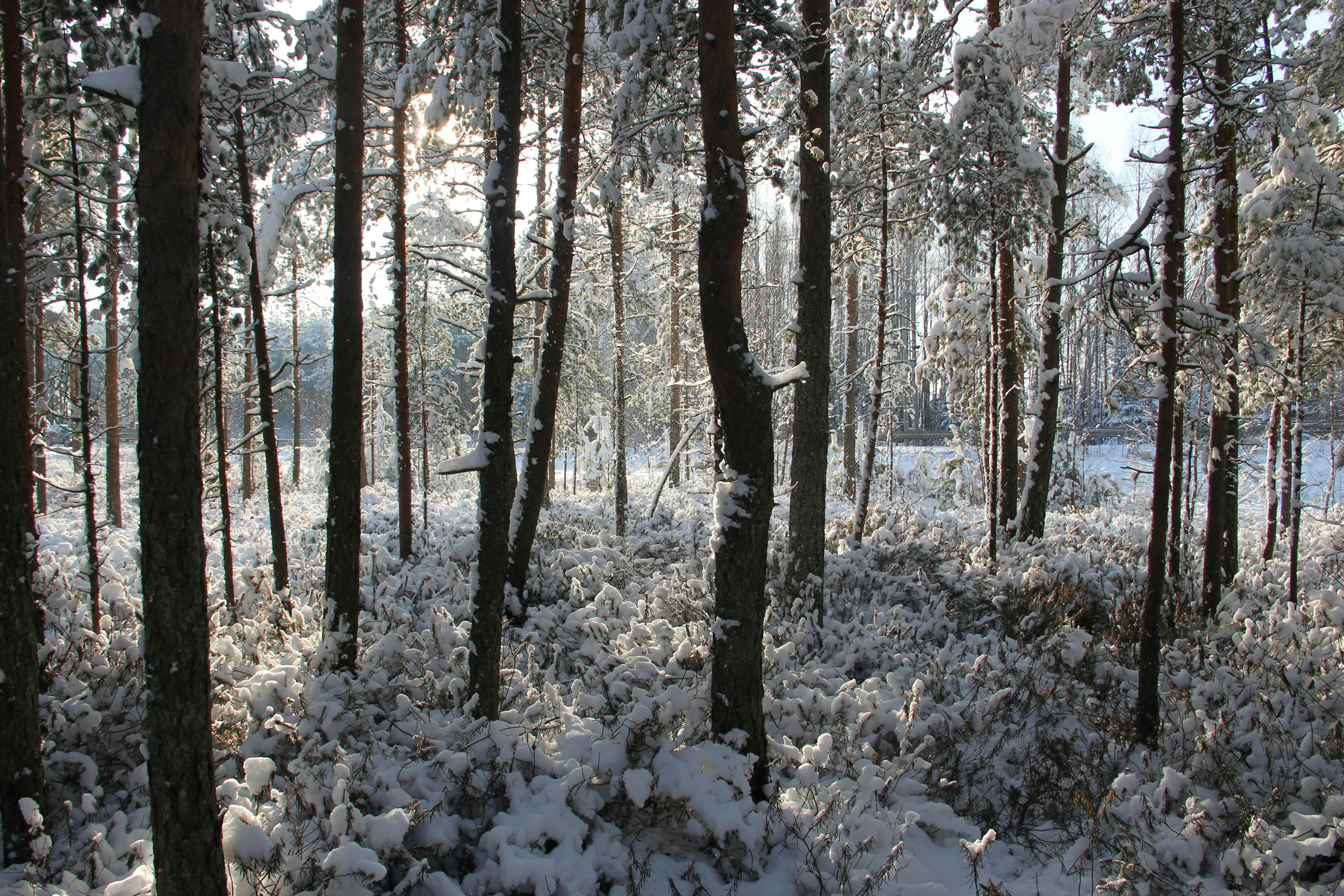 Photo of Forest Covered of Snow · Free Stock Photo
