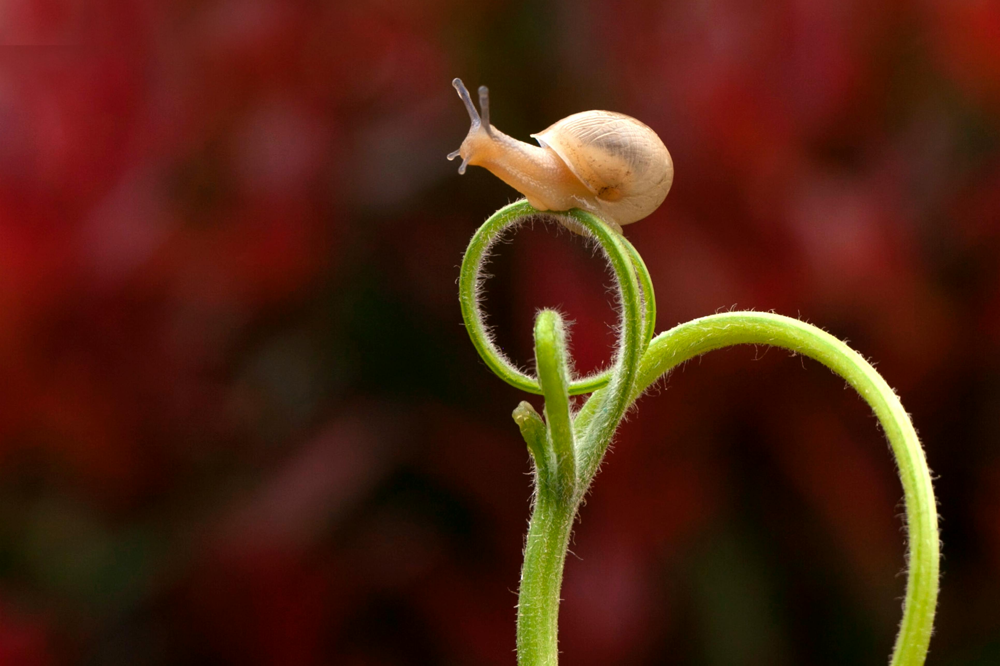 Close up Shot of a Garden Snail on a Stem · Free Stock Photo