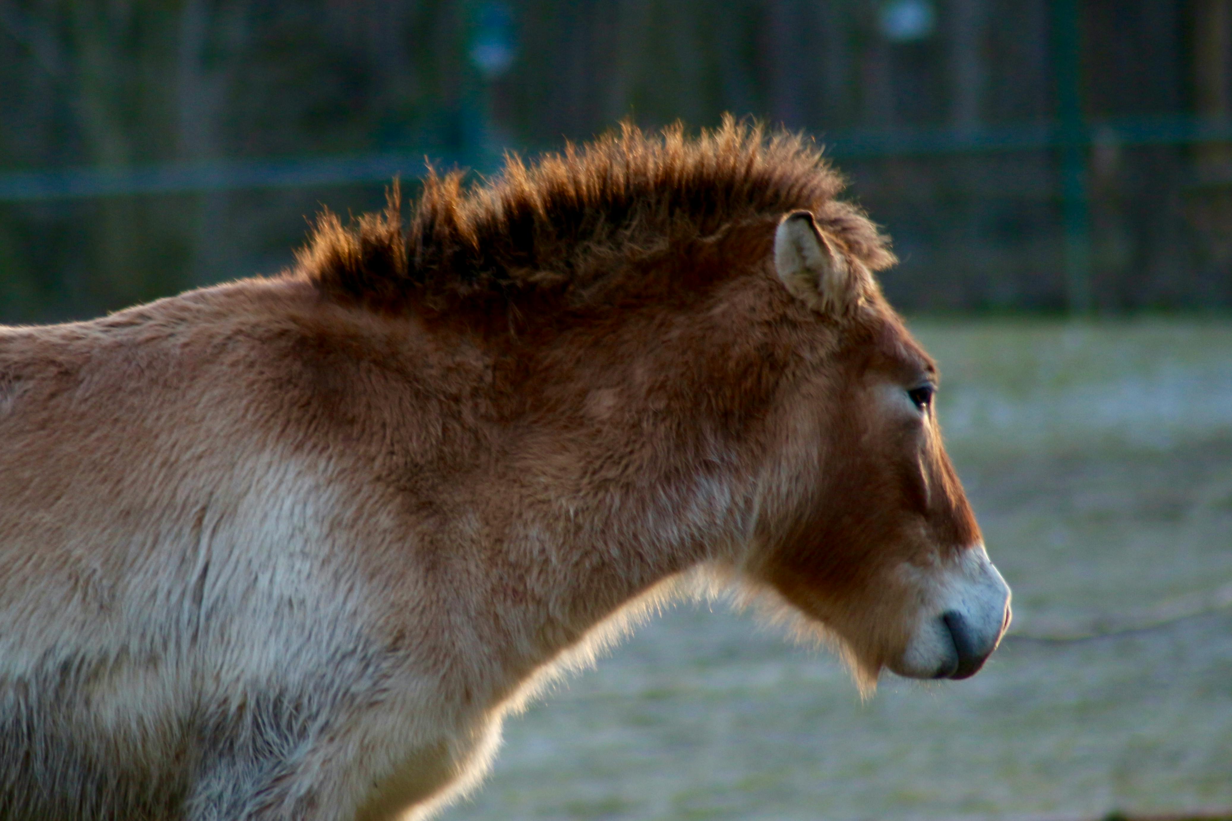 Free stock photo of animal park, animal photography, bronco