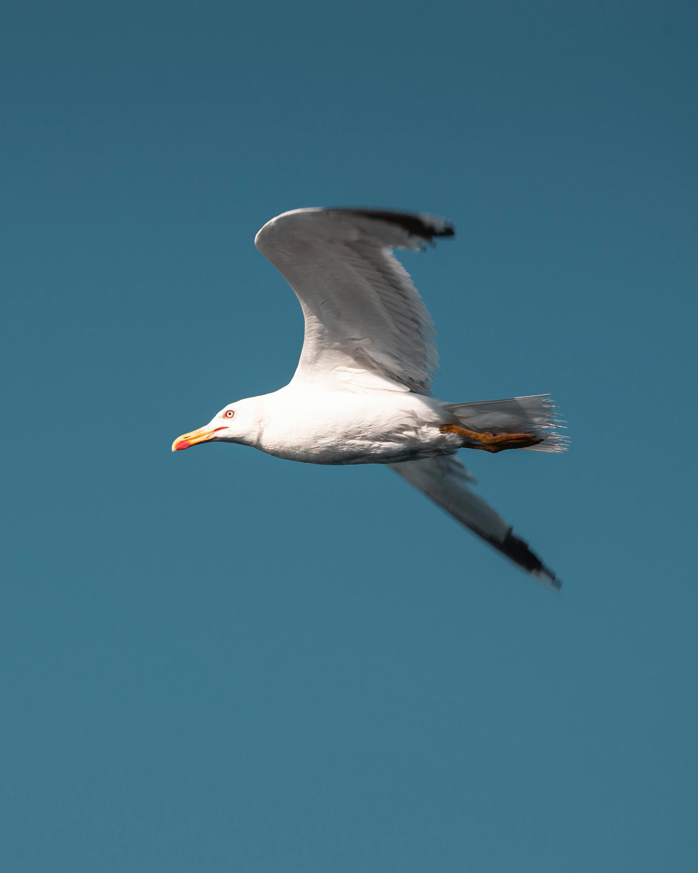 White Bird Flying Under Blue Sky · Free Stock Photo