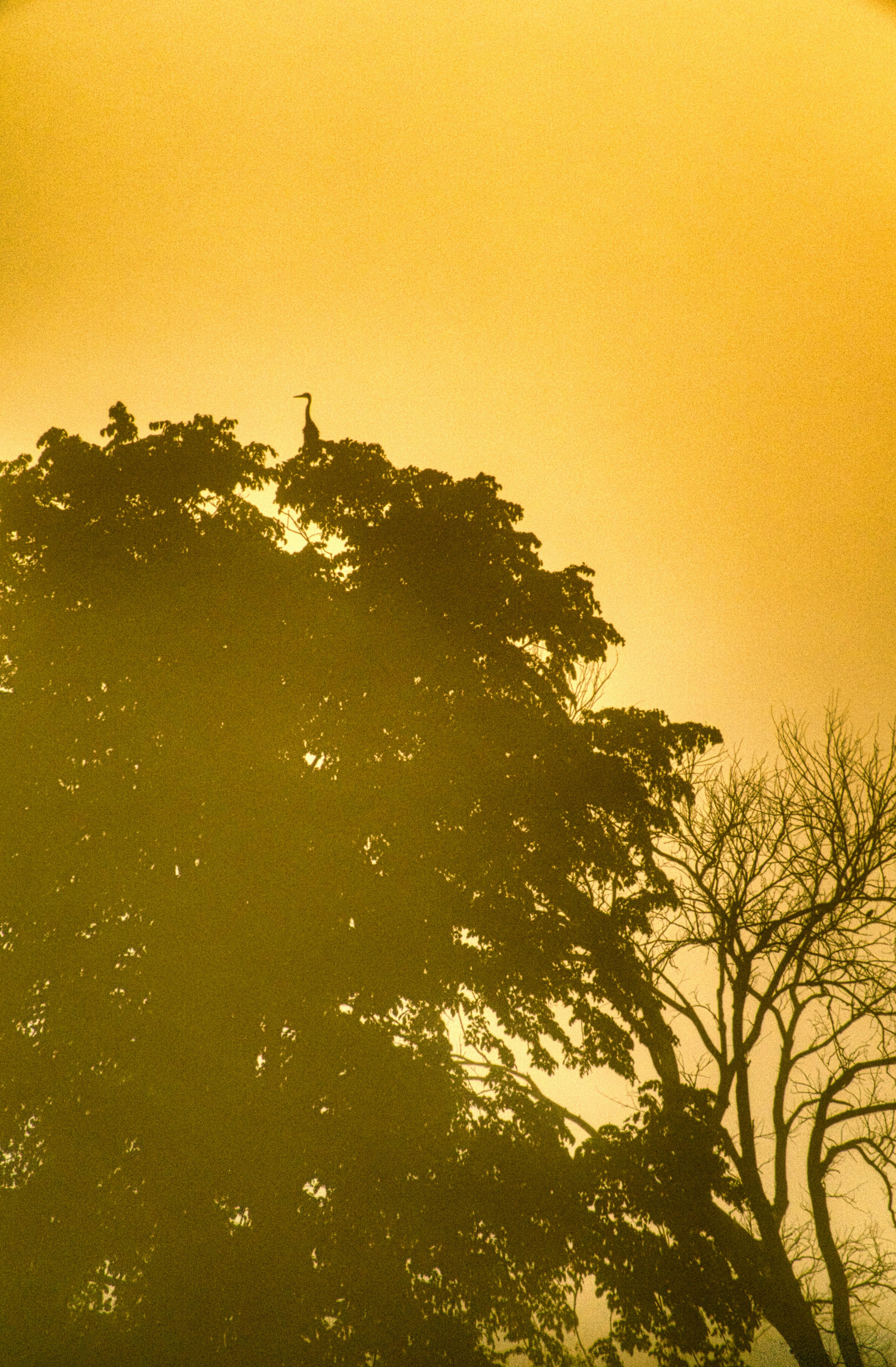 Autumn Tree Mist Bird Photos, Download The BEST Free Autumn Tree Mist ...