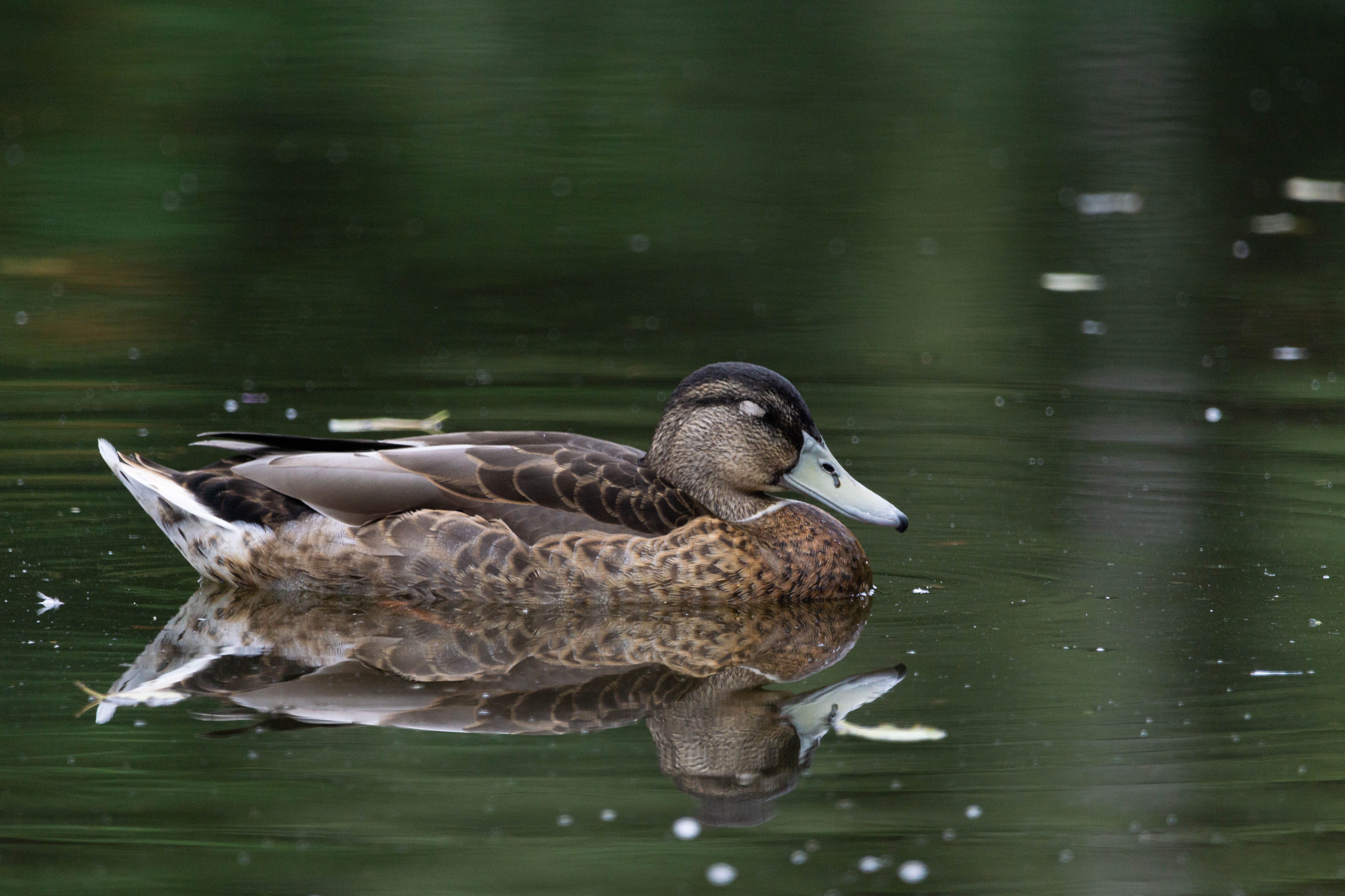 A Raft of Ducks Floating on Water · Free Stock Photo