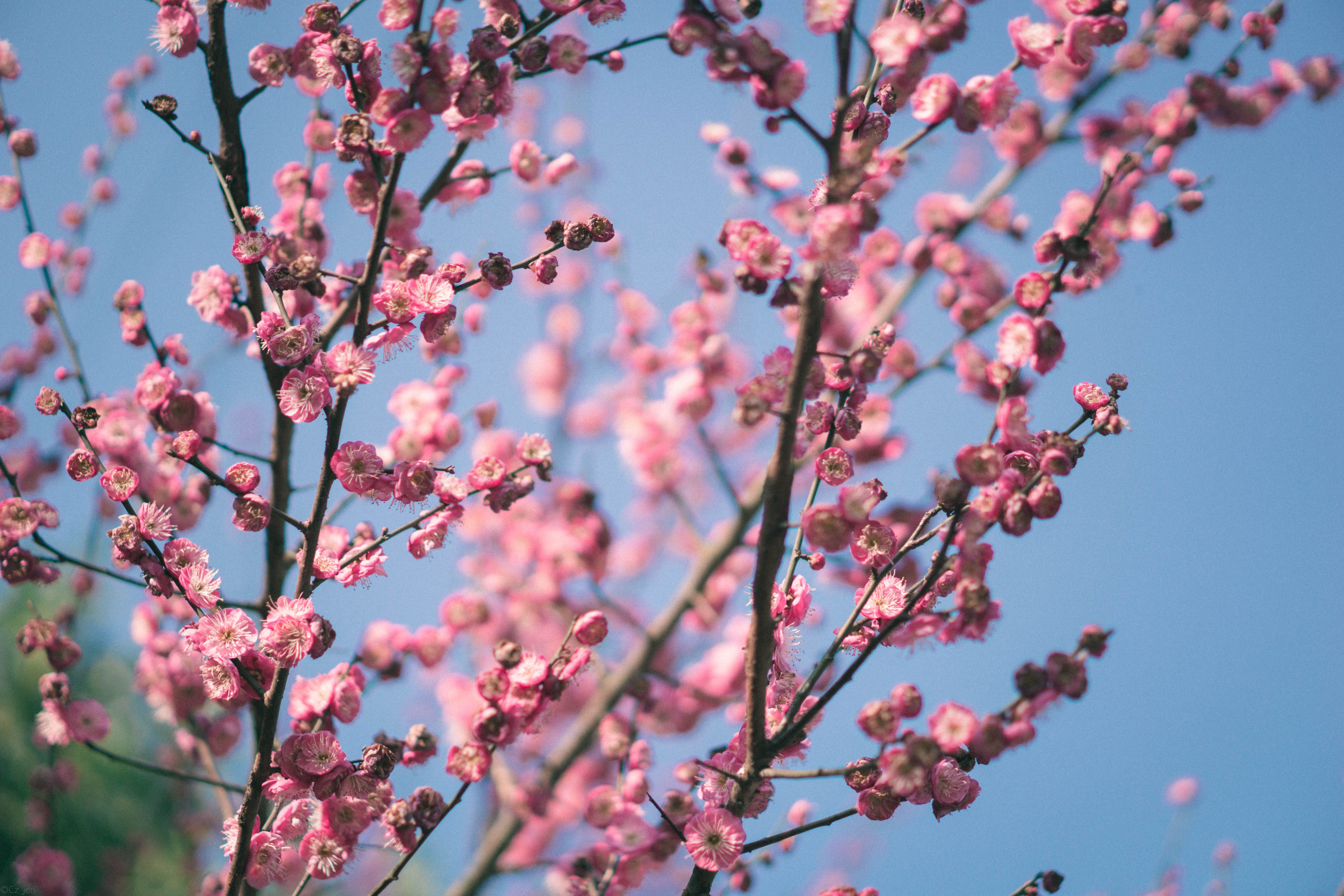 Pink Flowers · Free Stock Photo