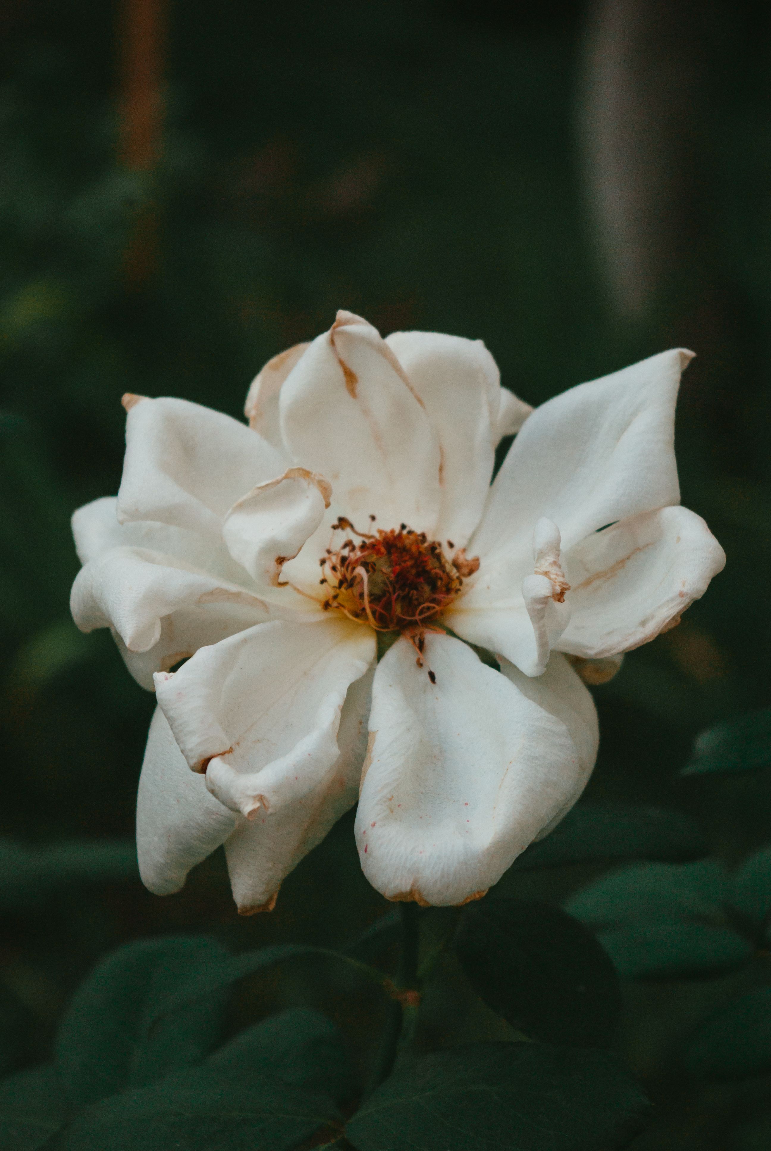 Close View of Flowering Tree · Free Stock Photo