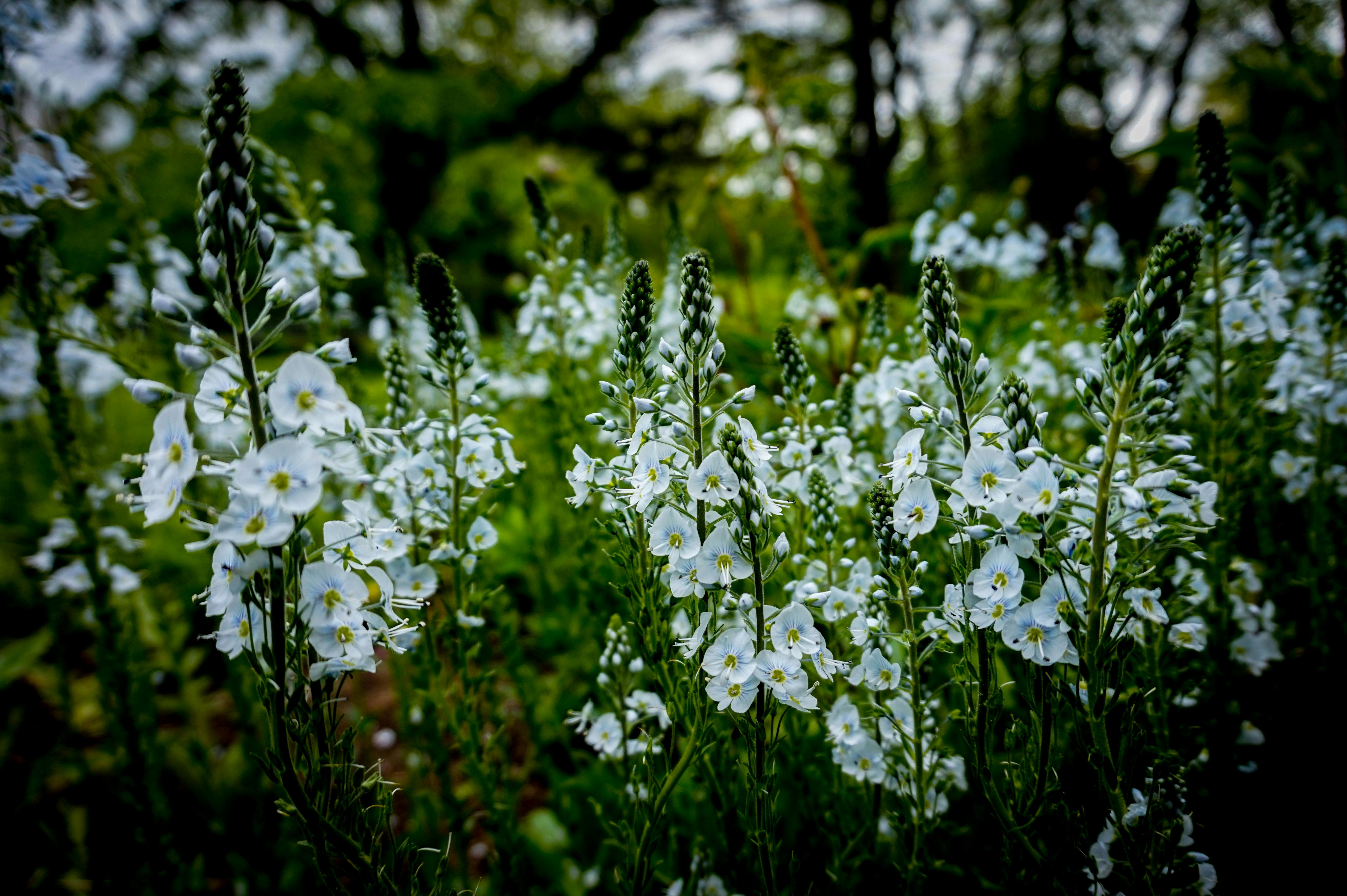 Sarah Hansen - Photography