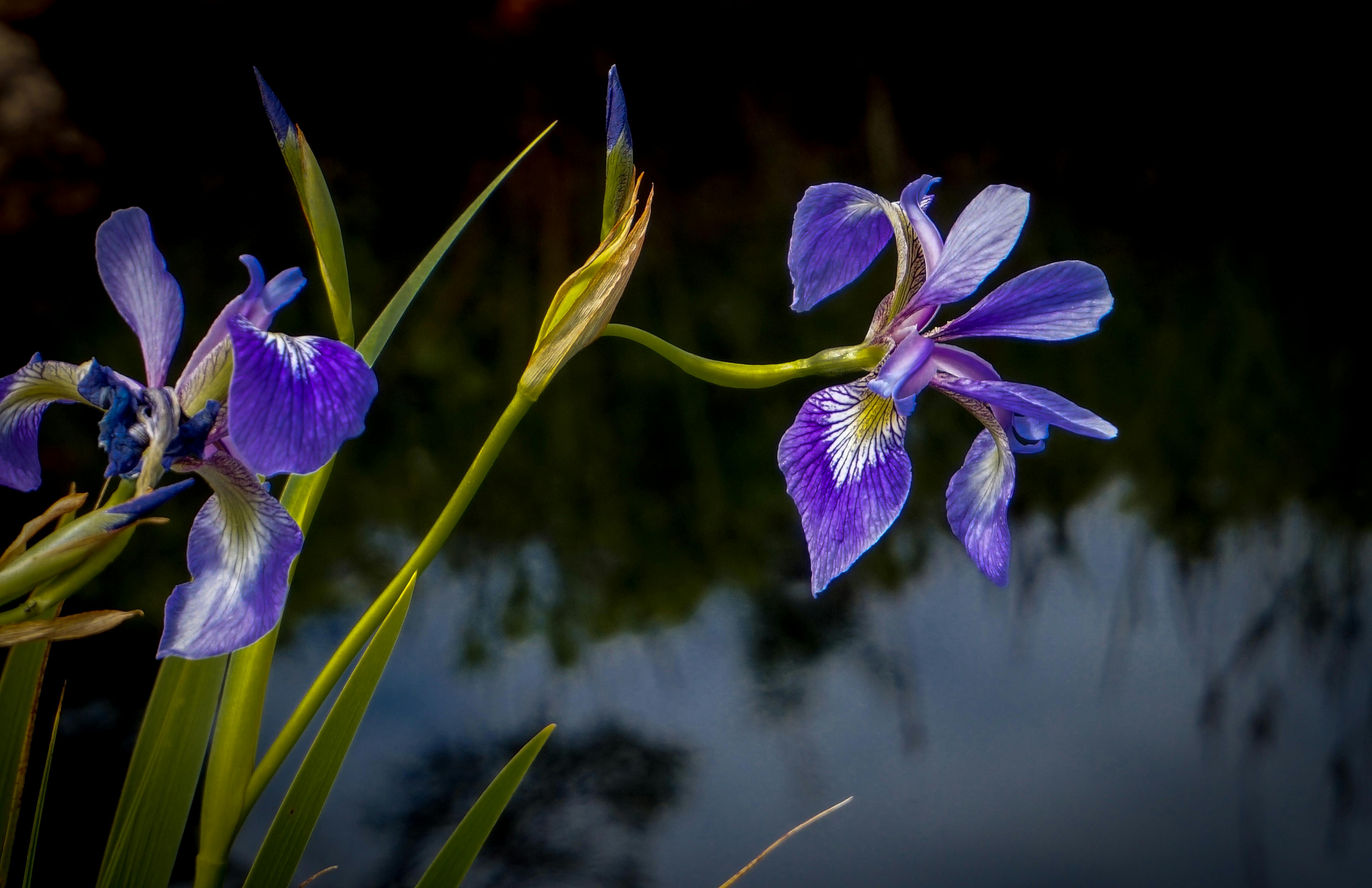 Sarah Hansen - Photography