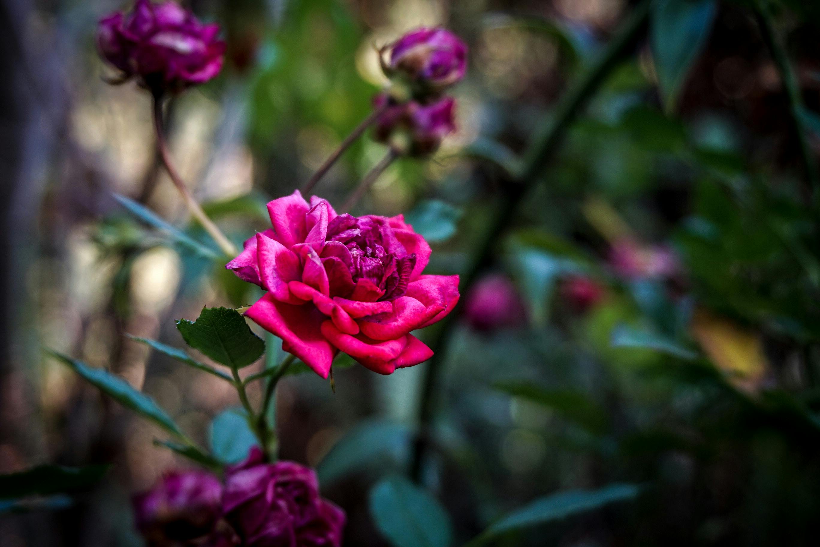 Sarah Hansen - Photography