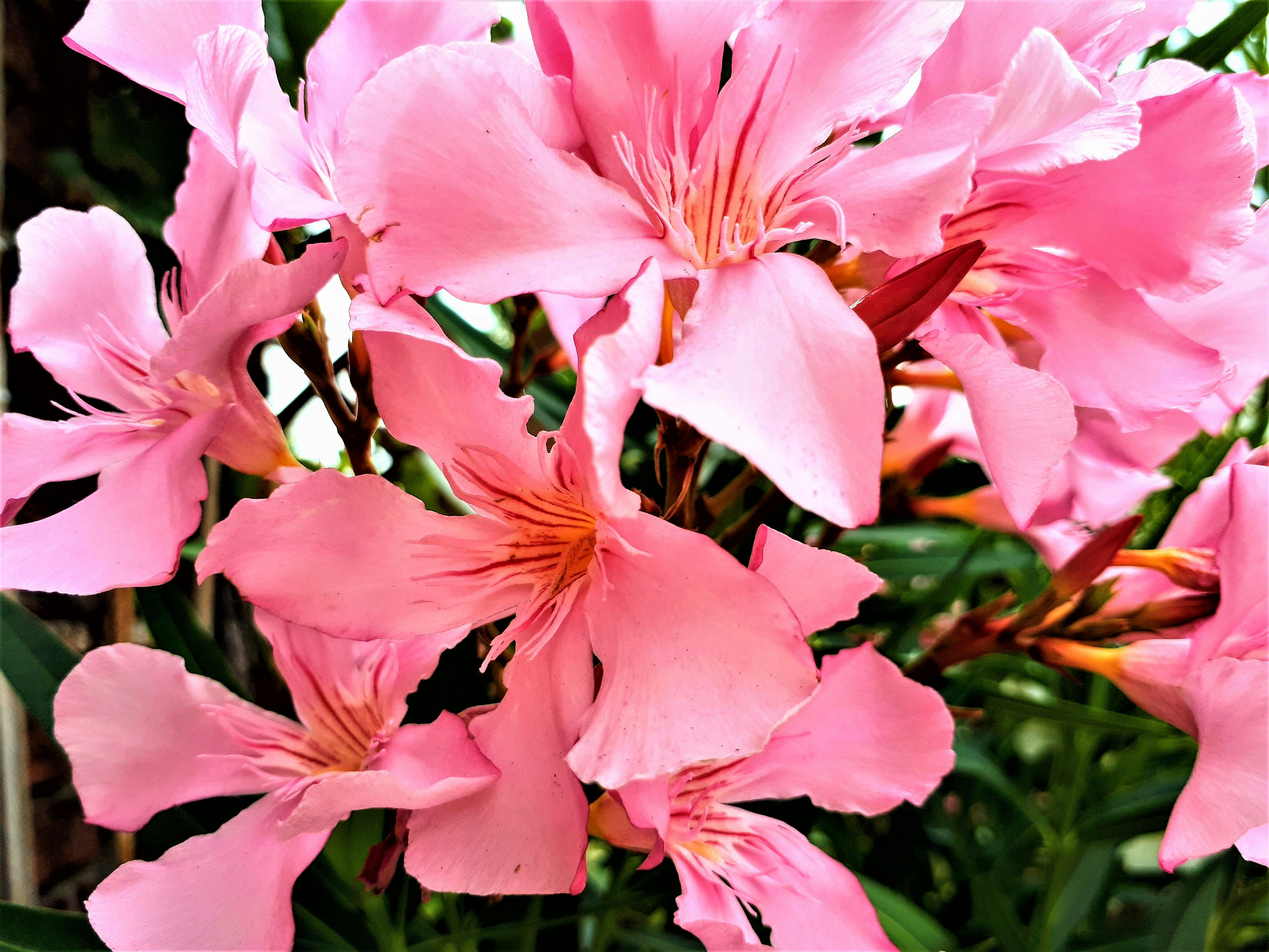 Mina-Marie Michell - 写真