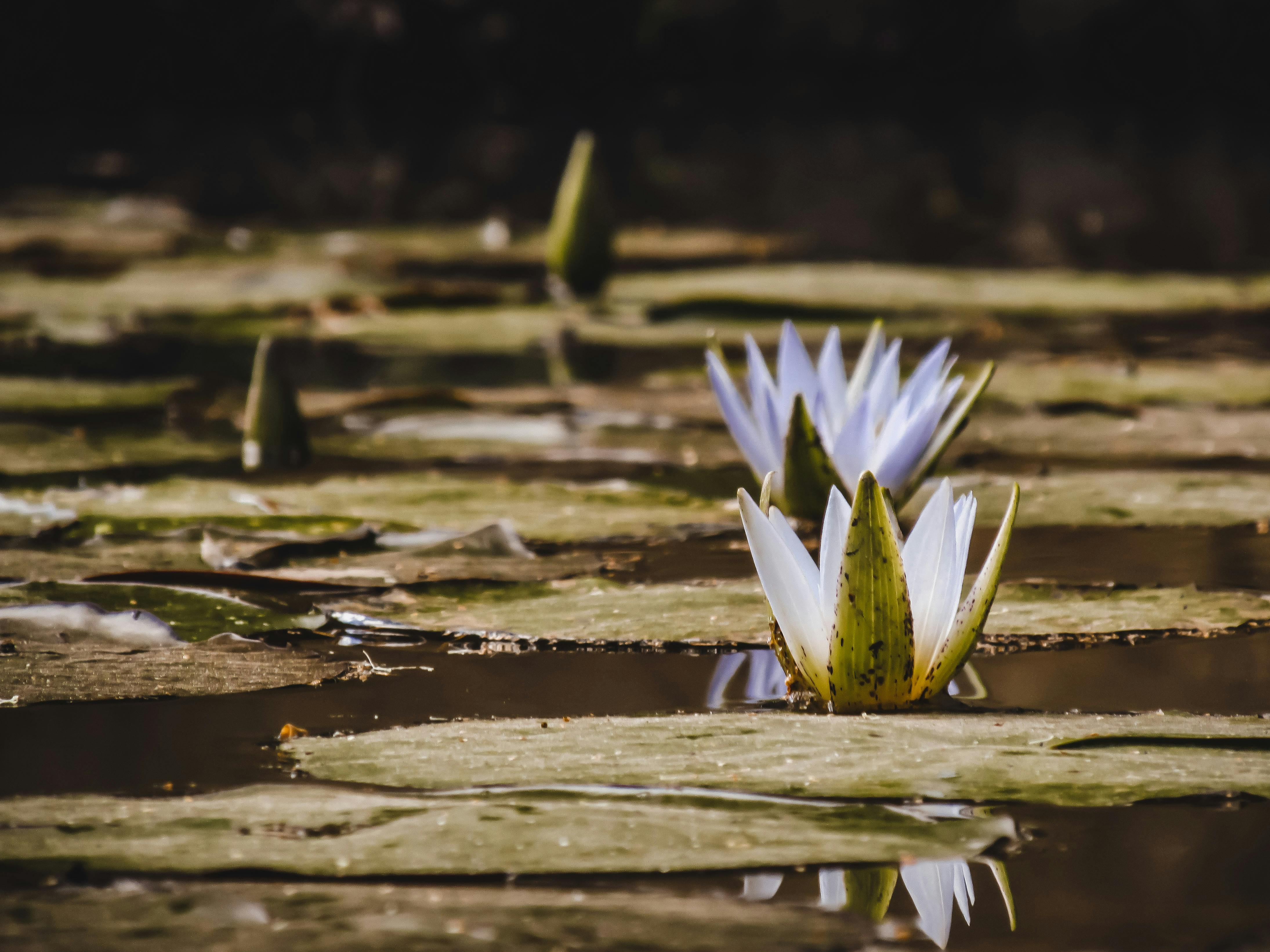 Lotus Flowers Floating on Water · Free Stock Photo