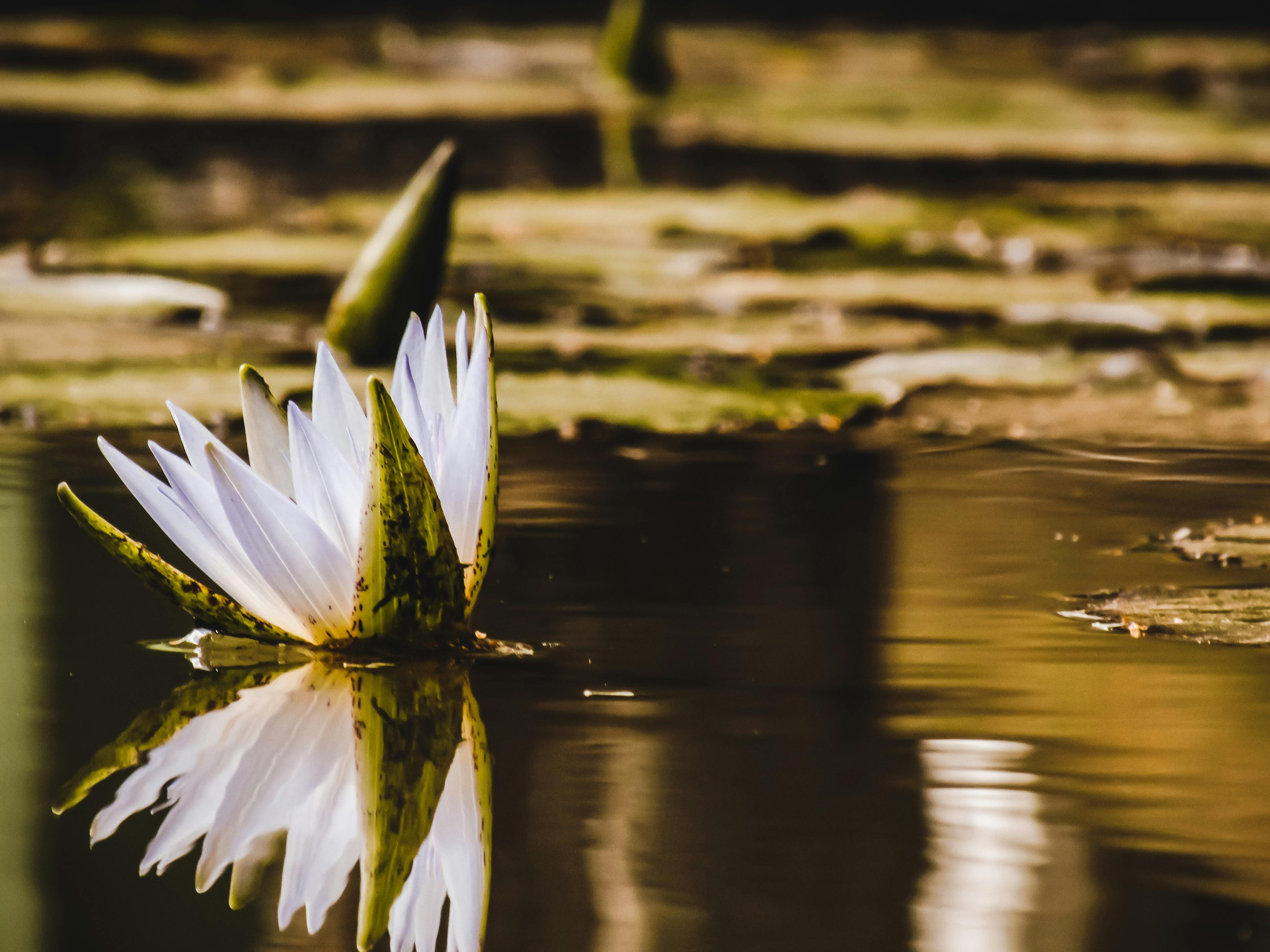 A Lotus Flower Floating on Water · Free Stock Photo