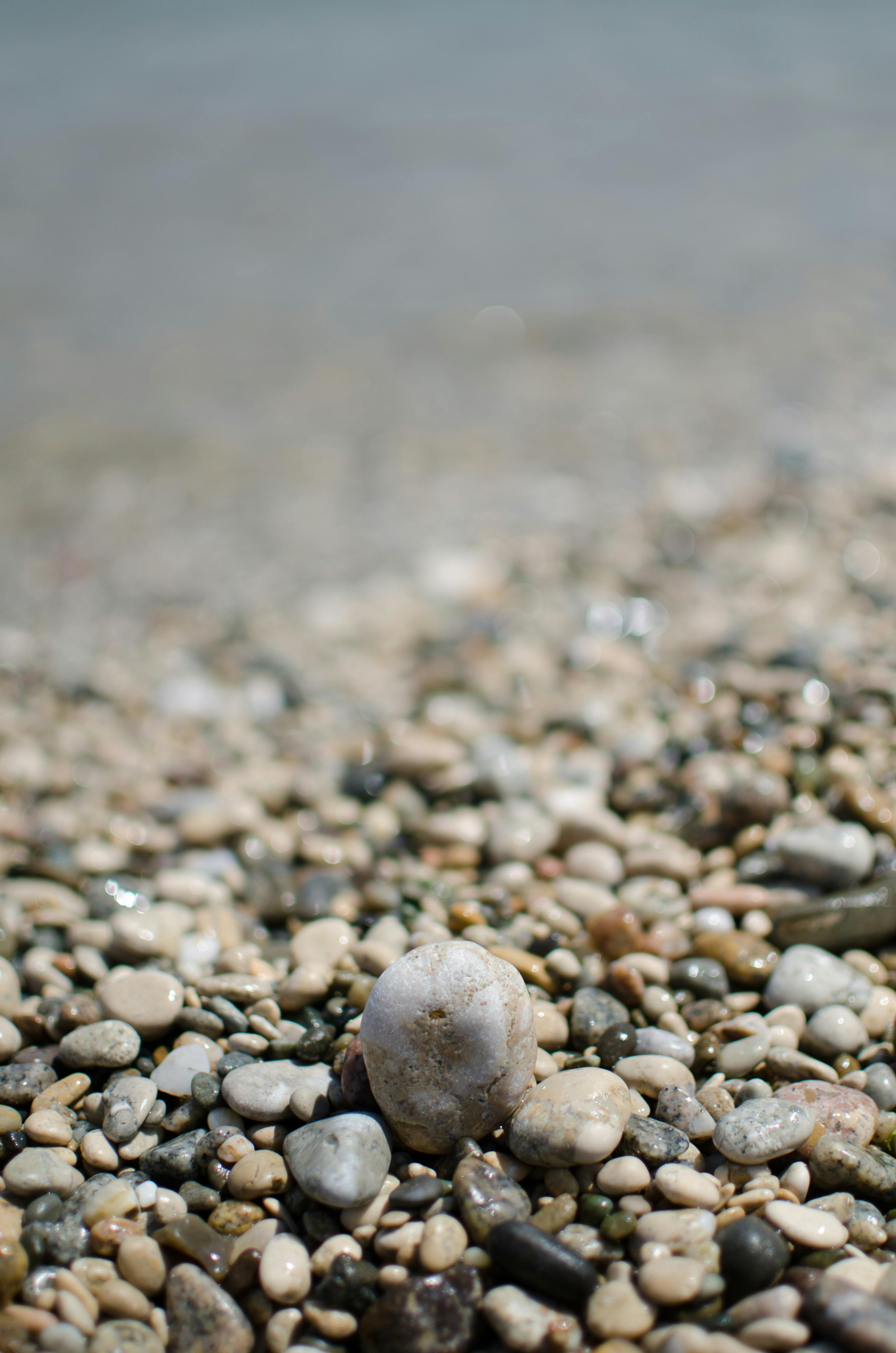 Shells and Stones on Brown Sand · Free Stock Photo