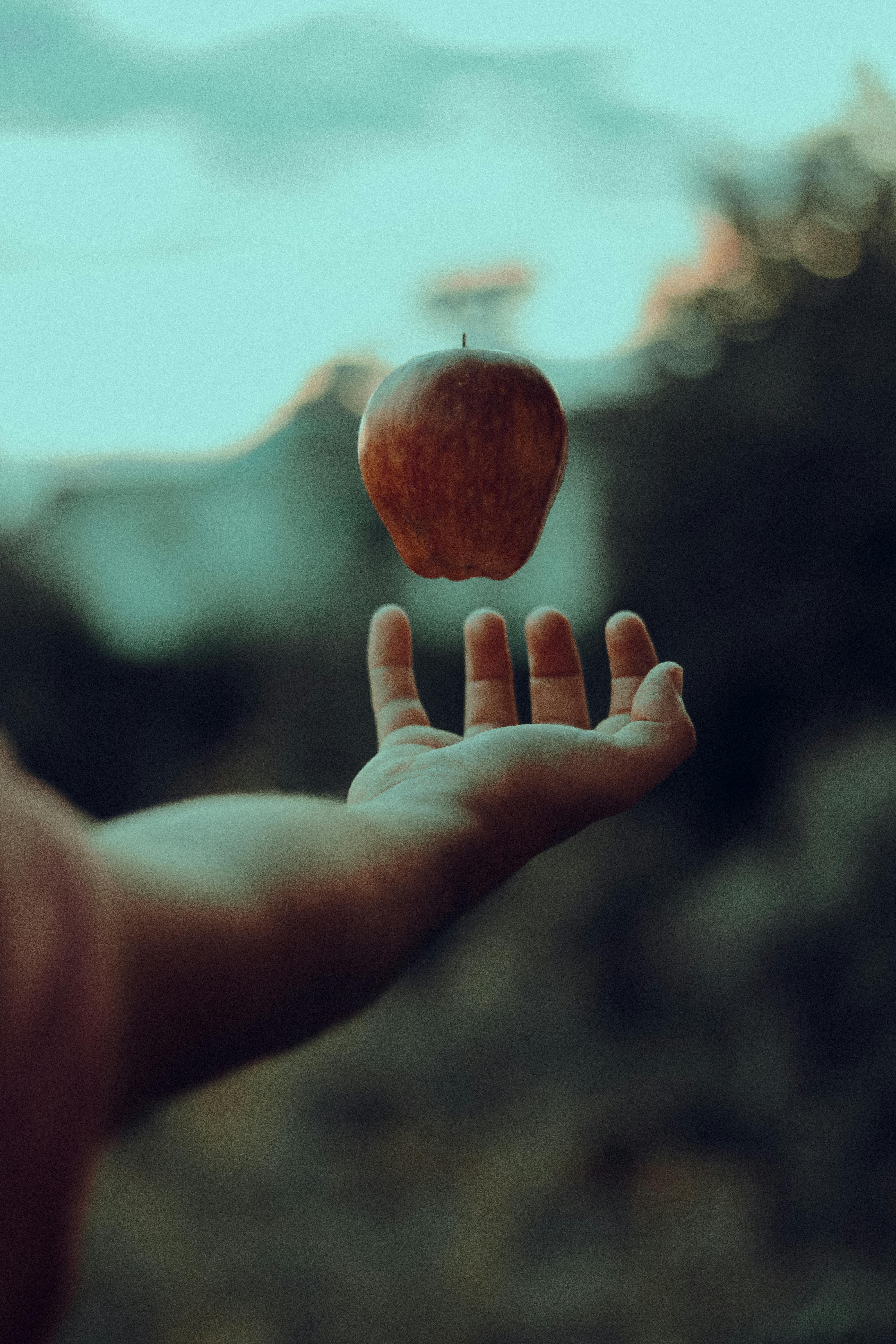 Catching An Apple Photos, Download The BEST Free Catching An Apple ...