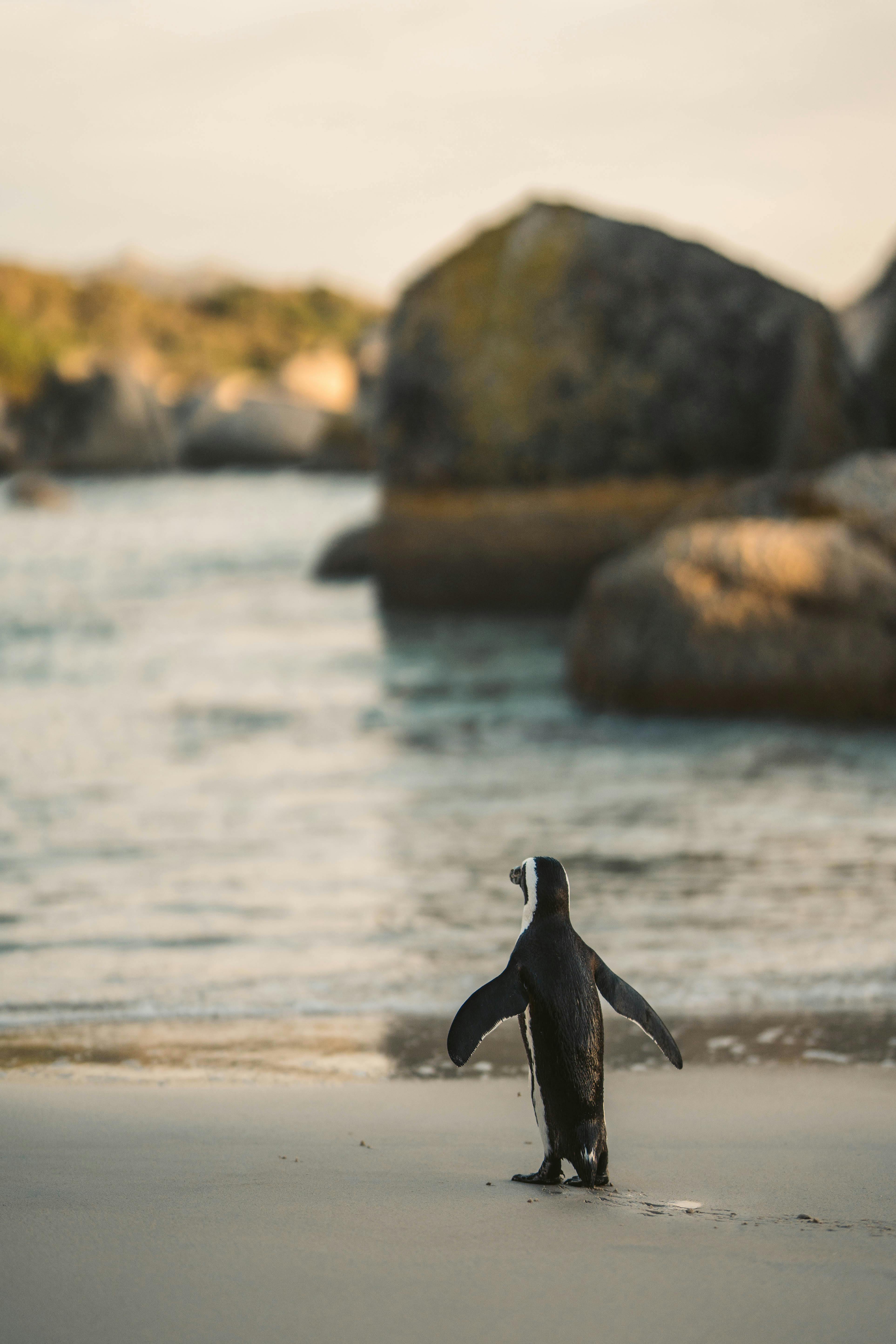 A Back View of a Penguin Standing on a Beach Sand · Free Stock Photo