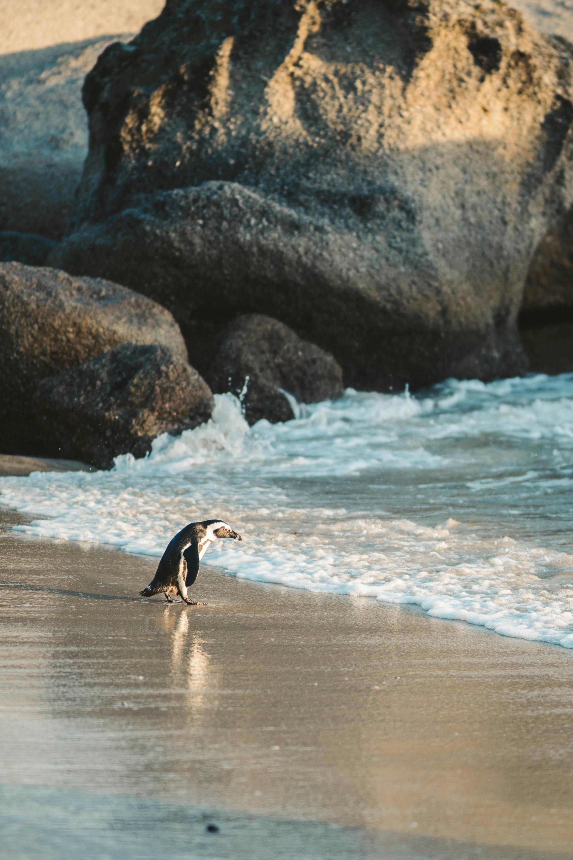 Penguin Image Photos, Download The BEST Free Penguin Image Stock Photos ...