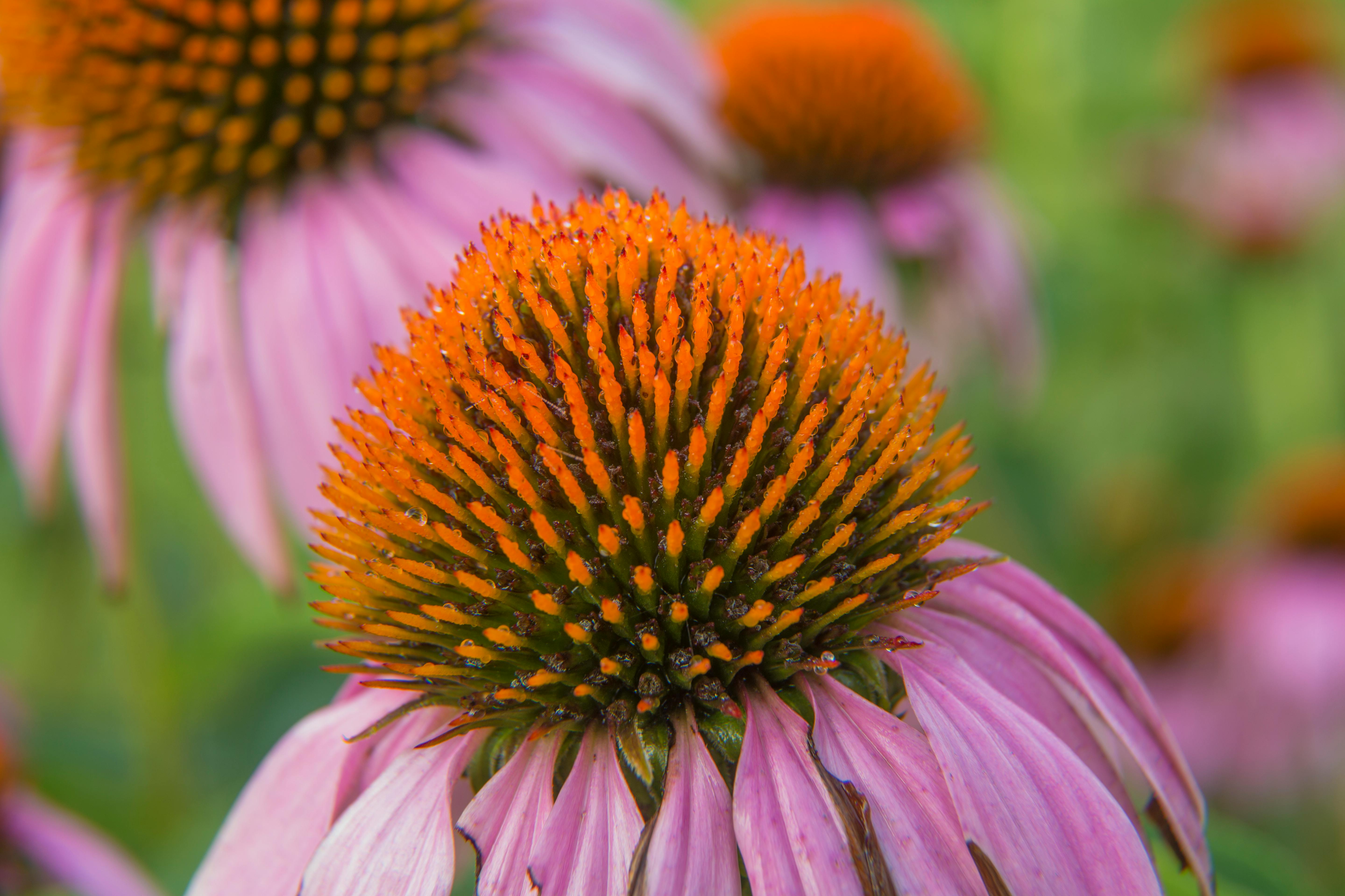 Bruce Lovelace - Photography