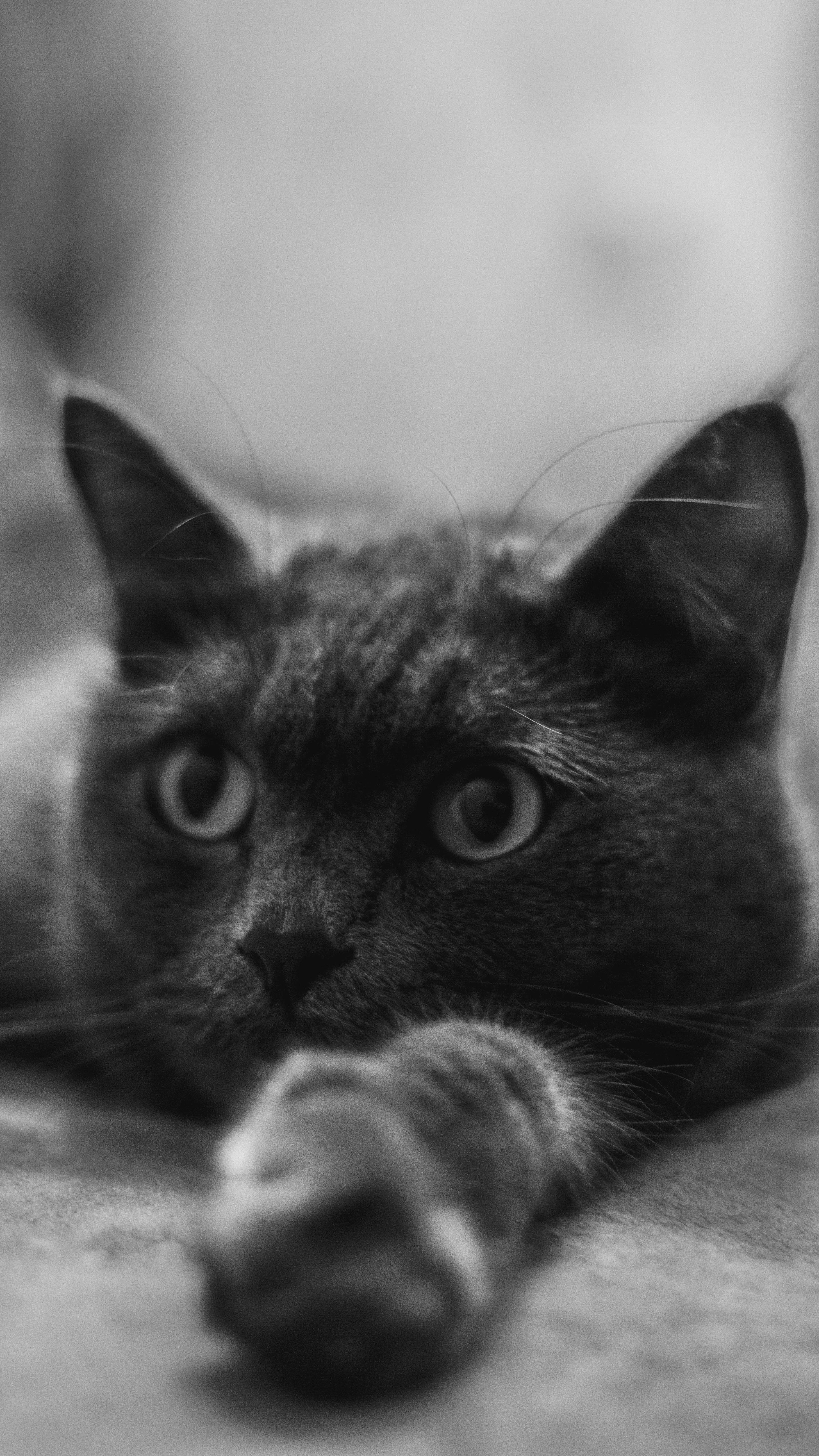 Grayscale Photo of Cats on the Street · Free Stock Photo