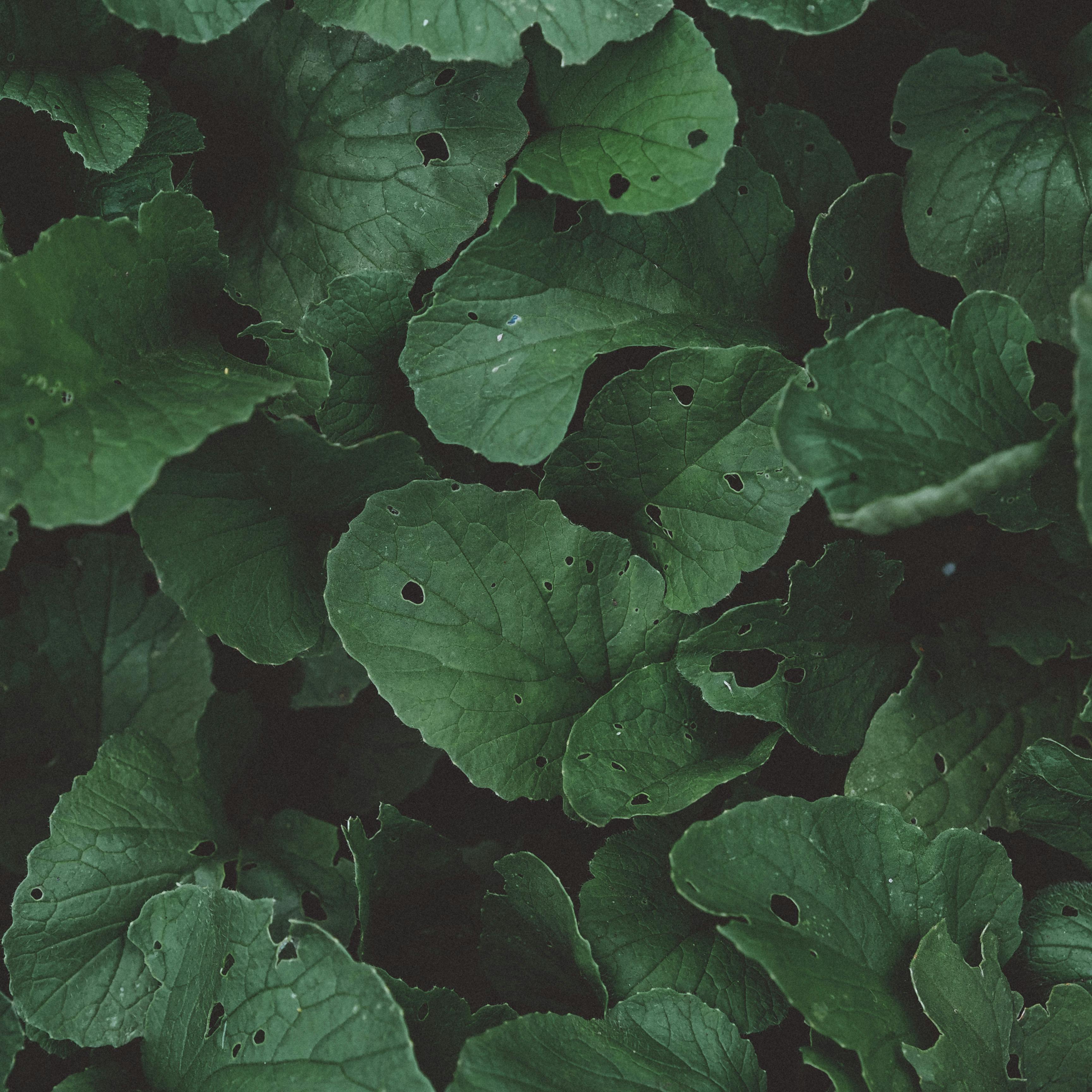 Close-Up Shot of Leafy Vegetables · Free Stock Photo