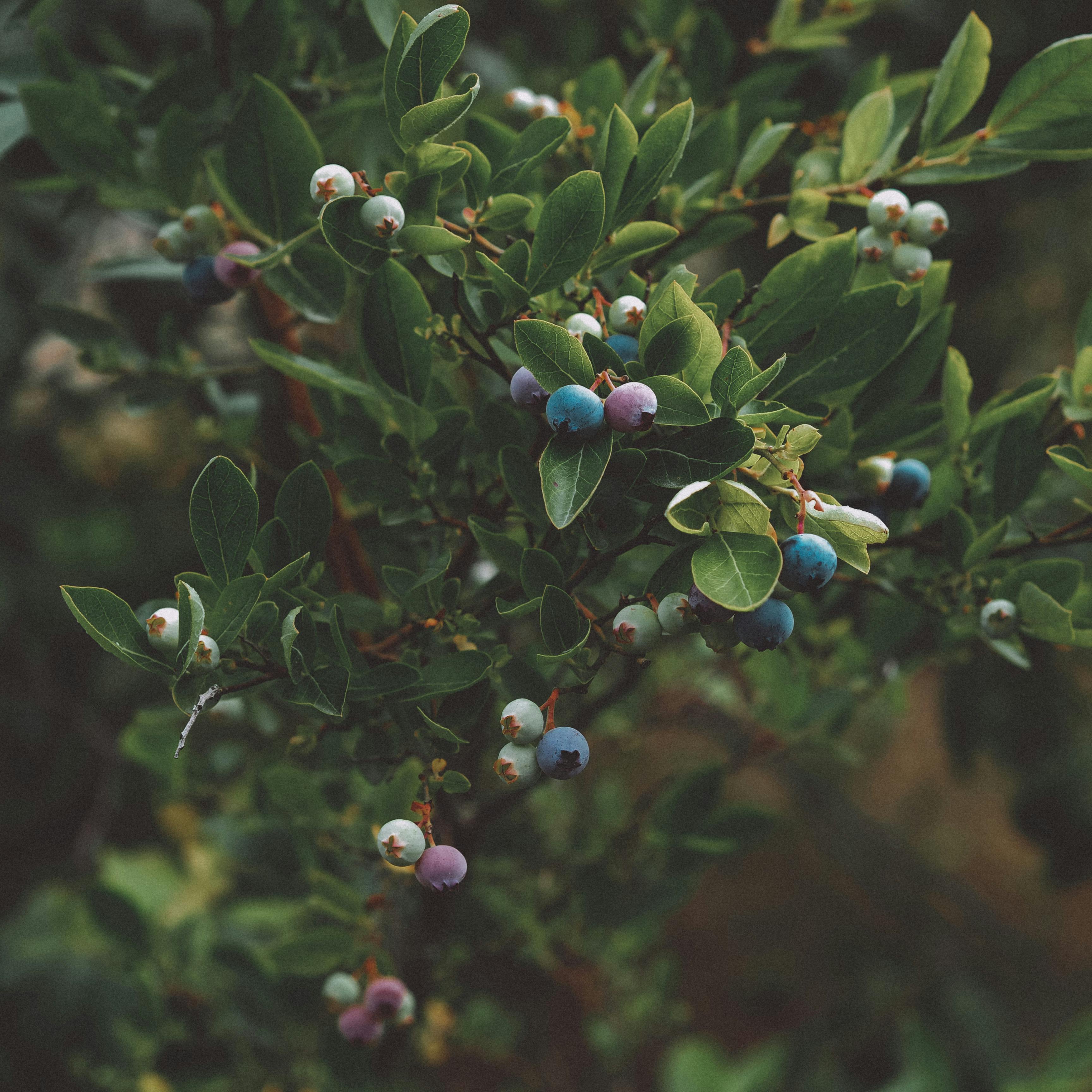 Close-Up Shot of Fresh Blueberries · Free Stock Photo