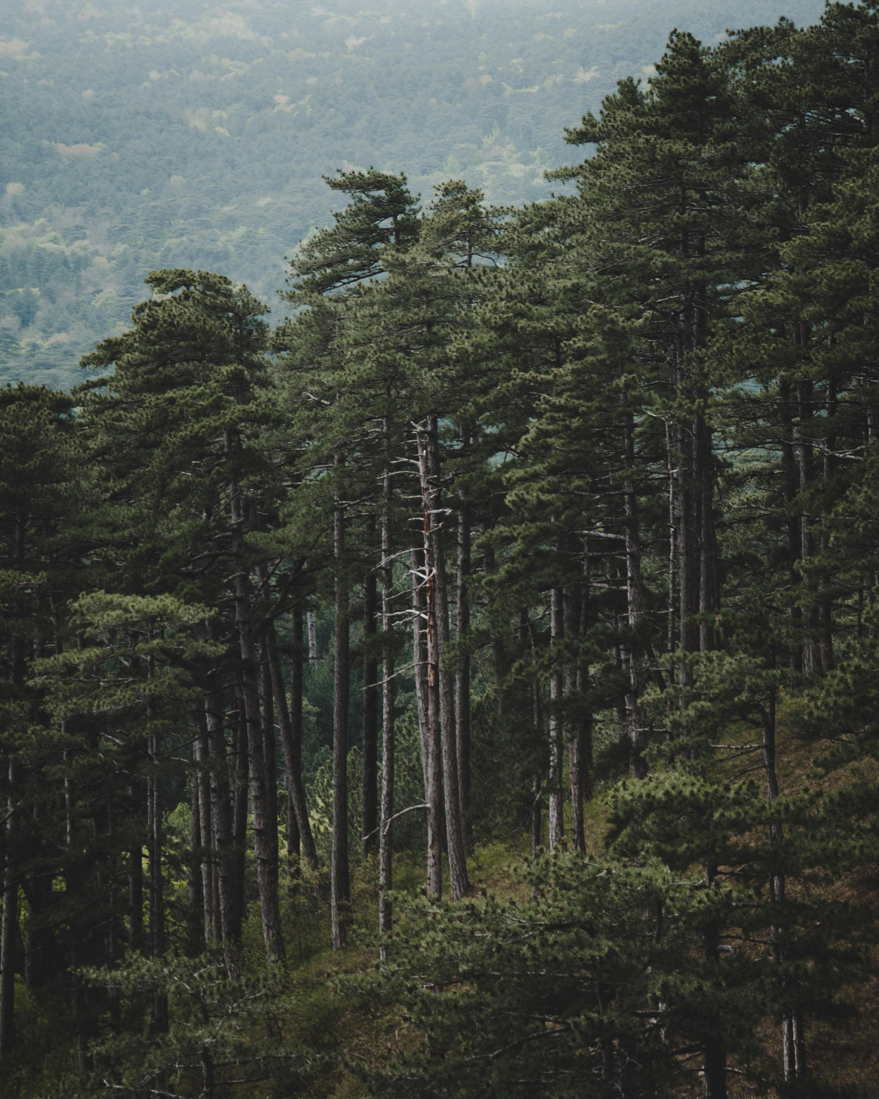 Tall Trees in Forest · Free Stock Photo