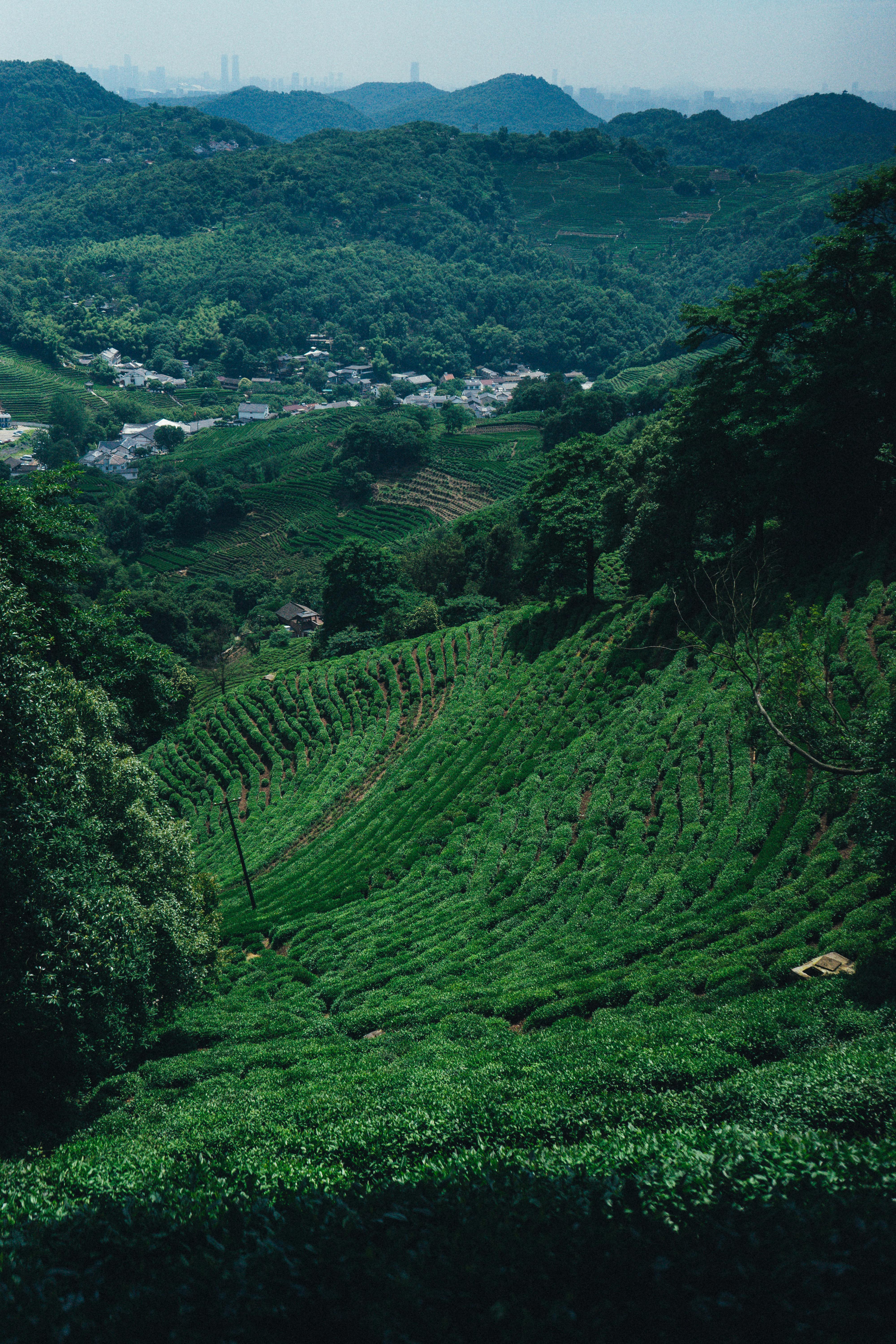 Green Trees on the Mountain · Free Stock Photo
