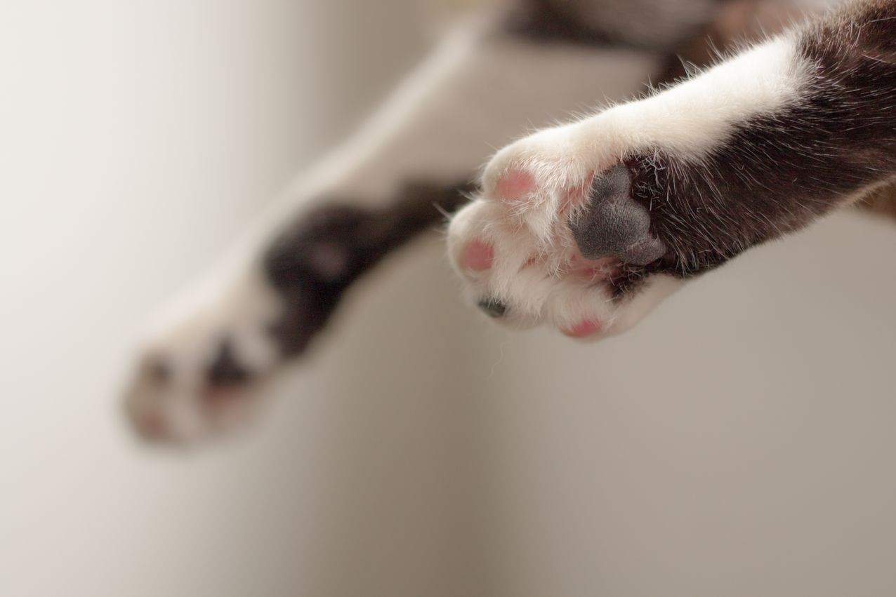 Cat Anatomy for Artists: Study Skeleton to Fur with Ease