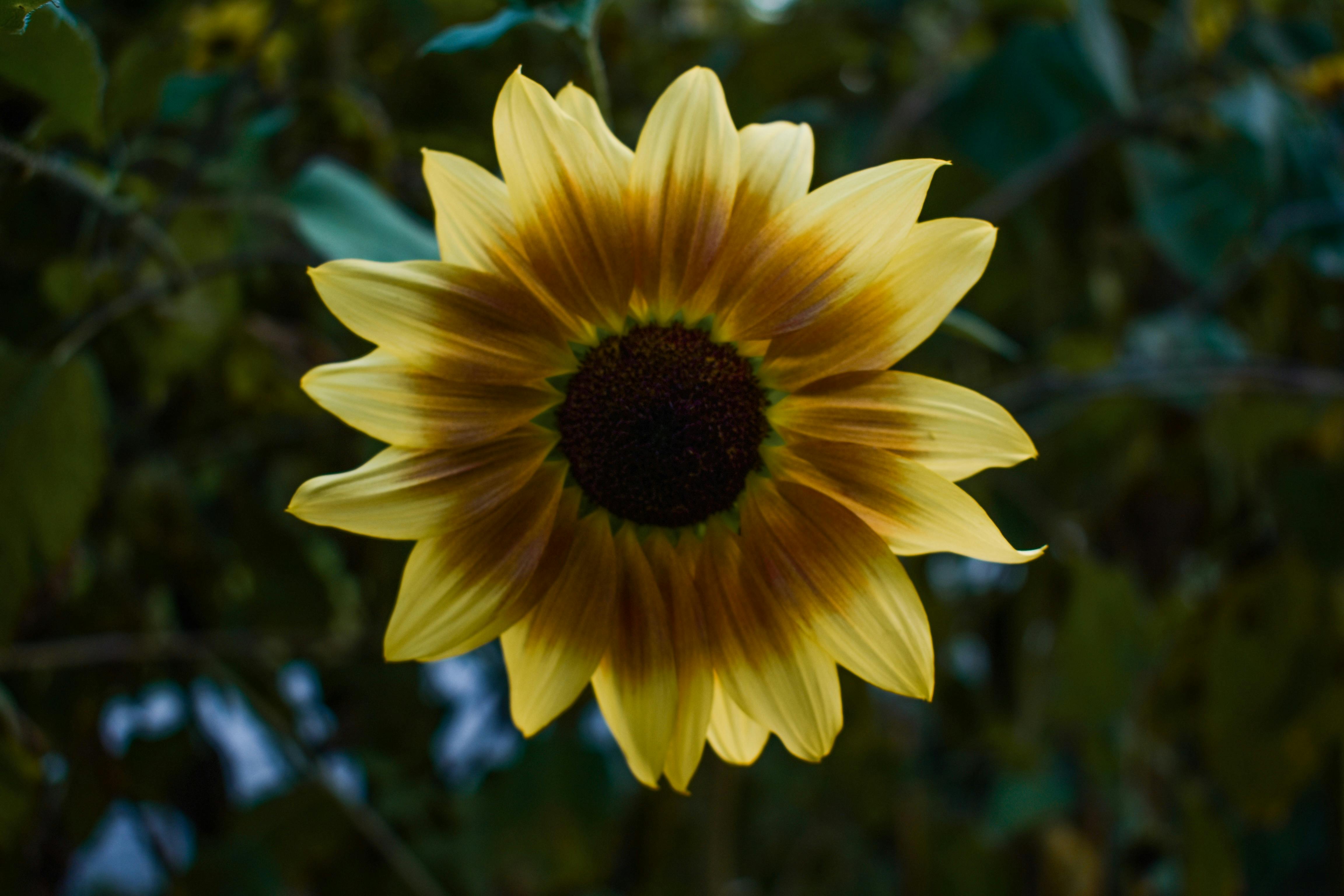 A Close-Up Shot of a Sunflower · Free Stock Photo