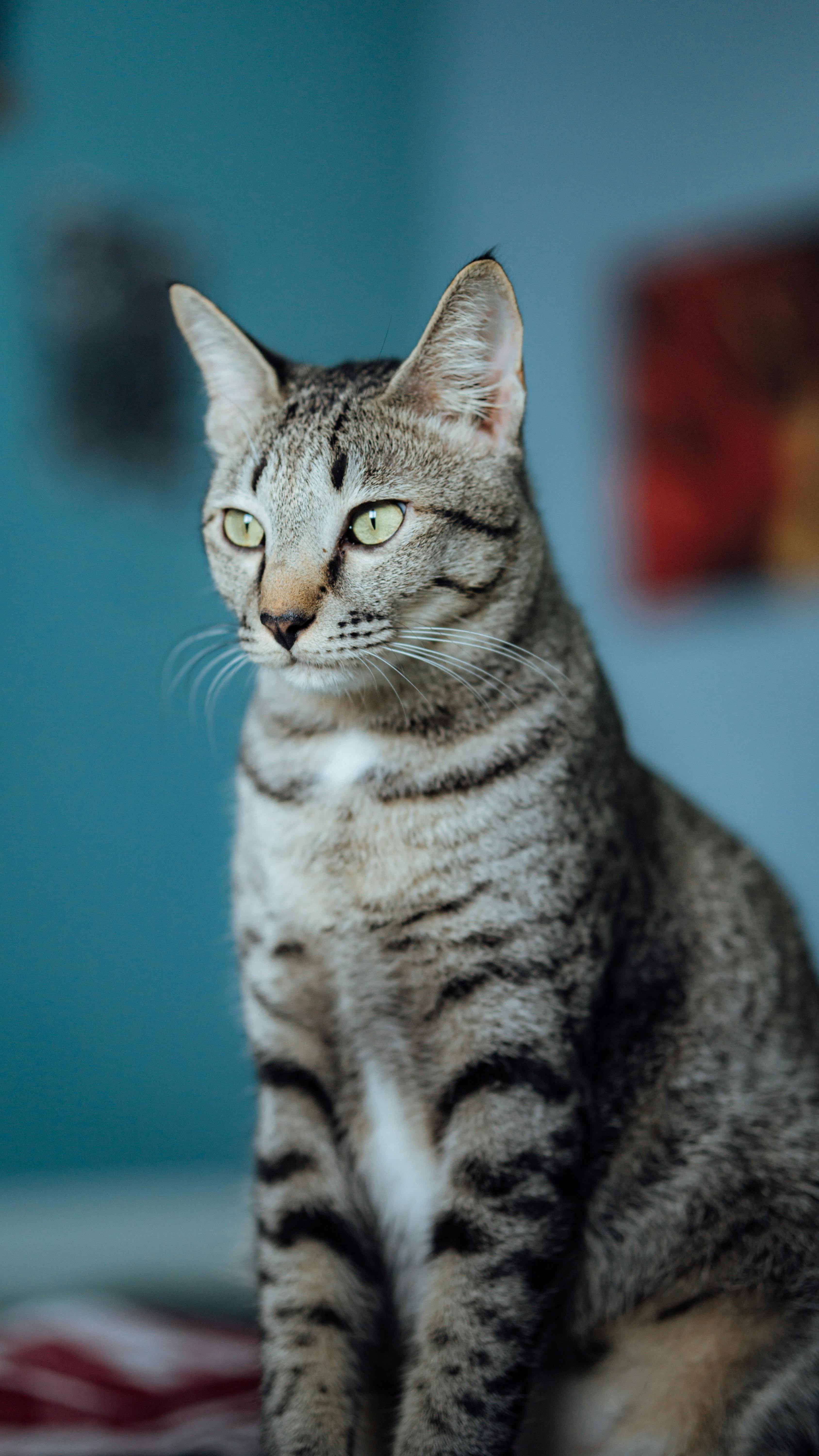 Grey Black Cat Photos, Download Free Grey Black Cat Stock Photos & HD ...