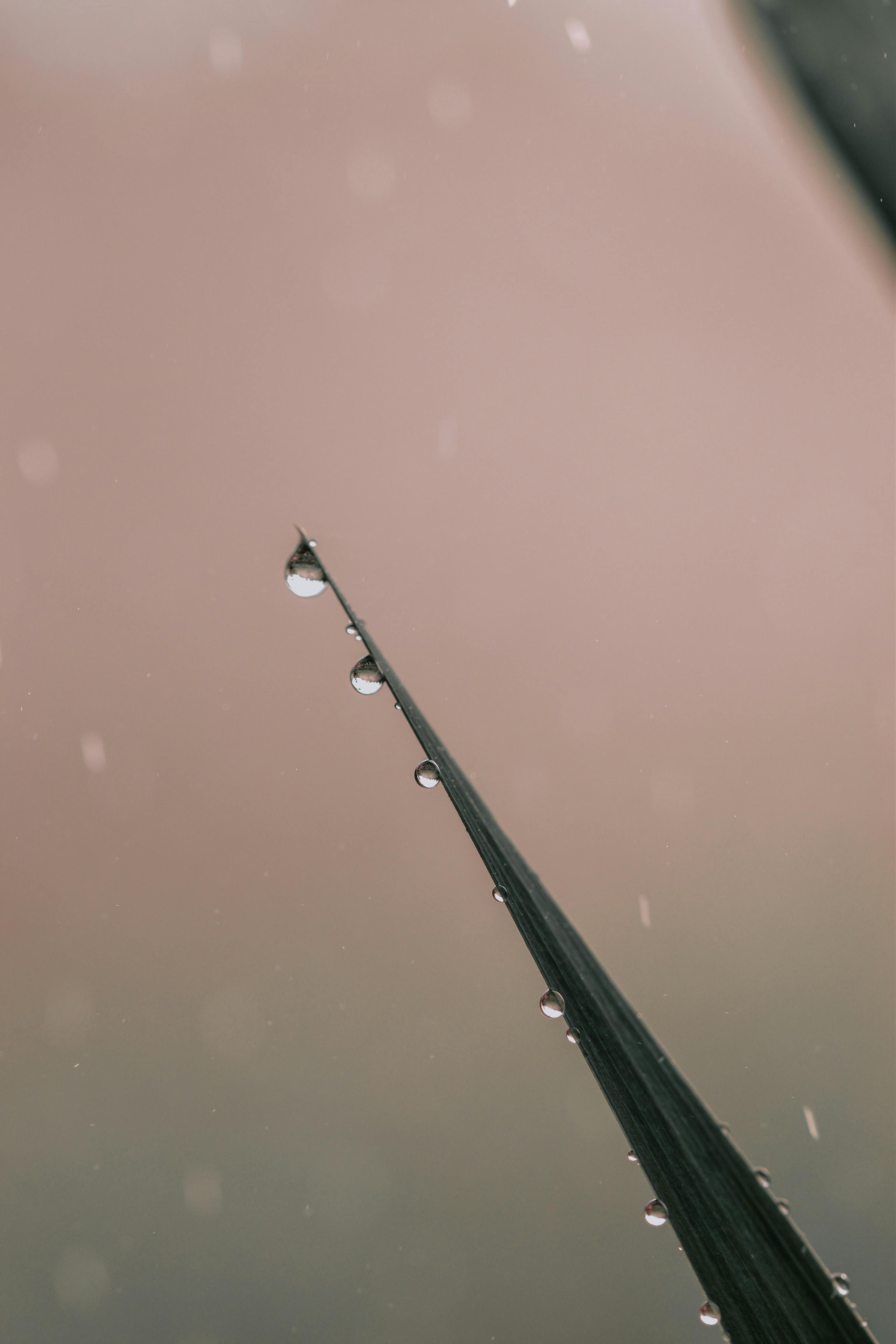 Waterdrops on Leaf · Free Stock Photo