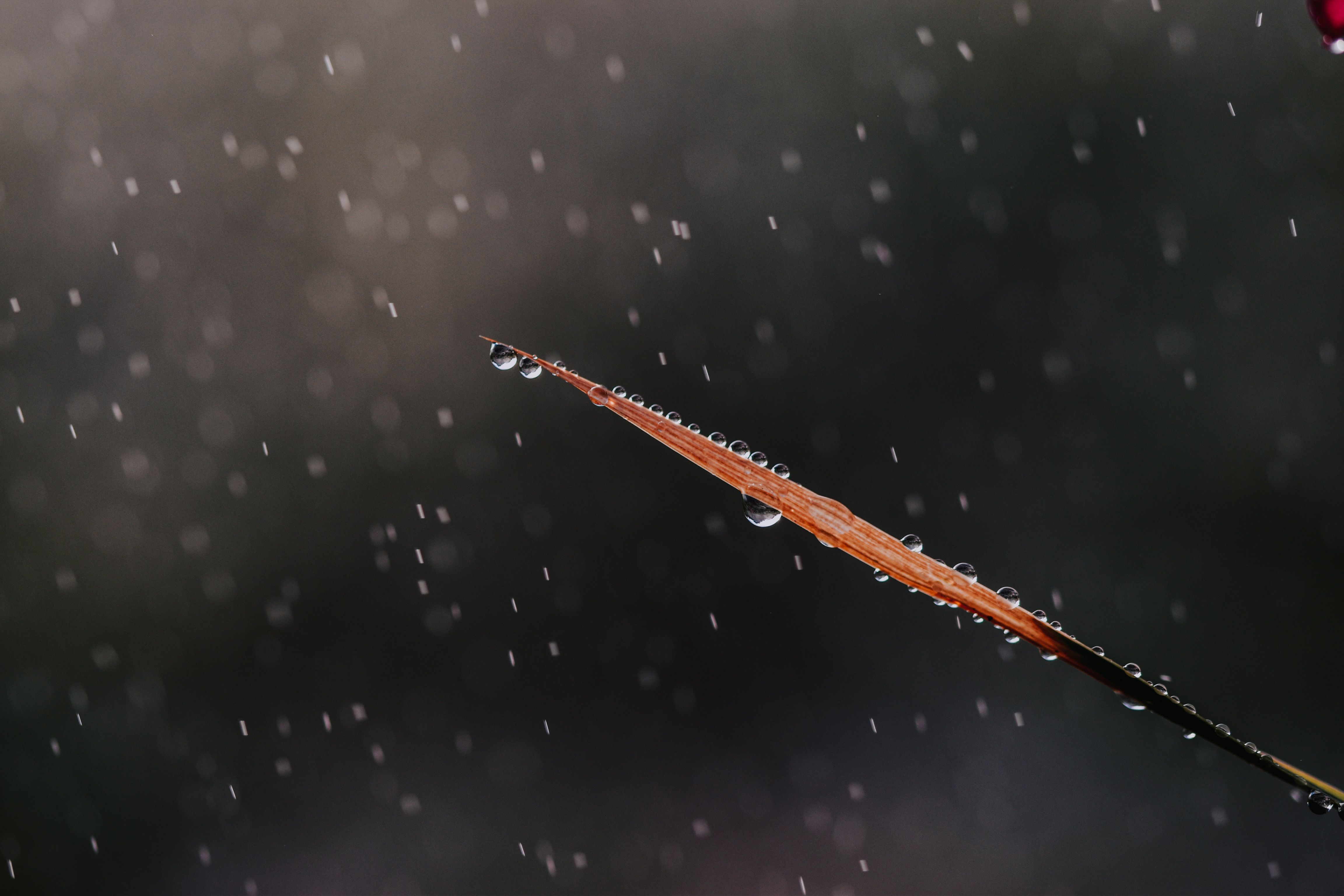 Rain in a Park Hitting the Surface of a Pond · Free Stock Photo