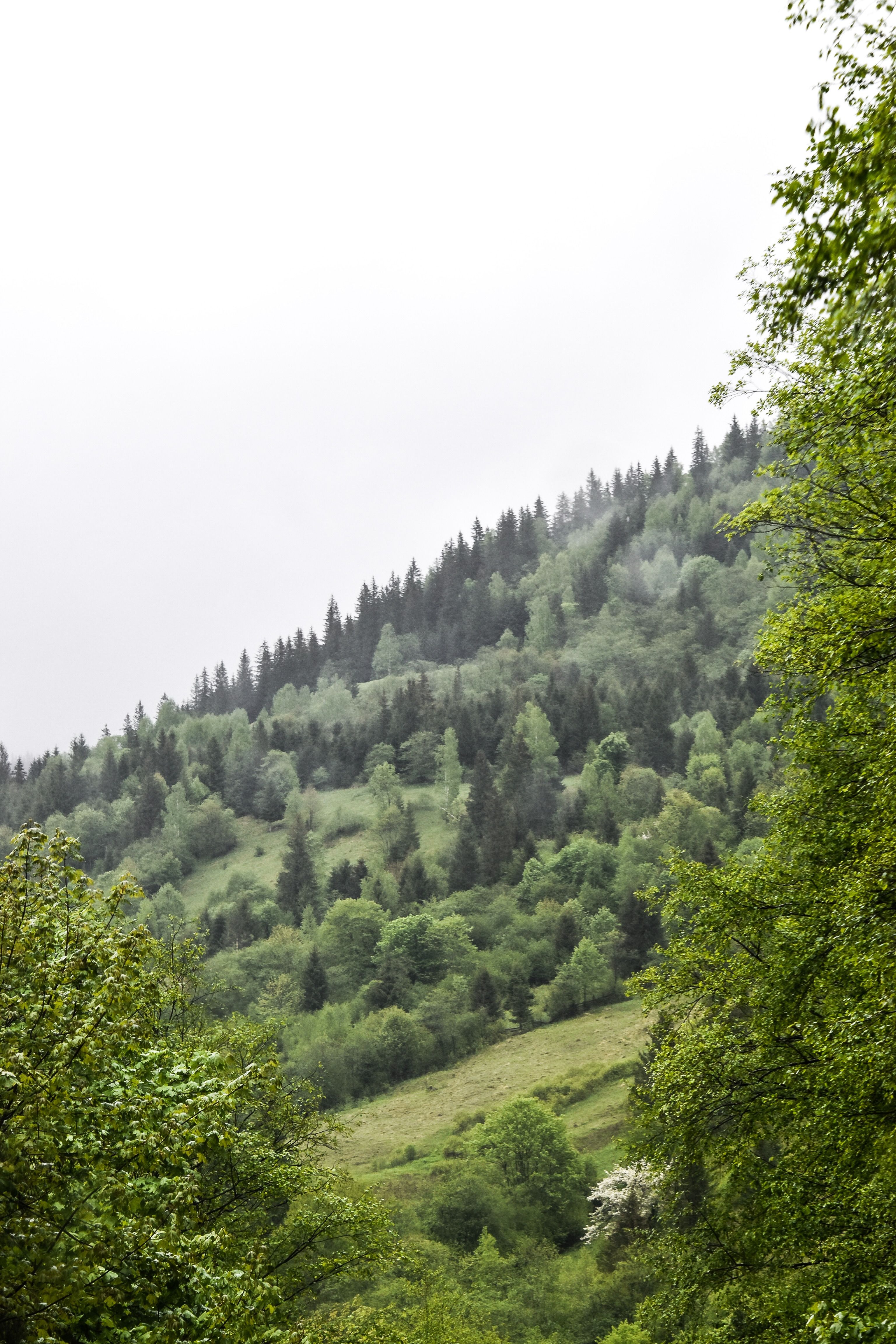 Green Bushes on the Mountain Range · Free Stock Photo
