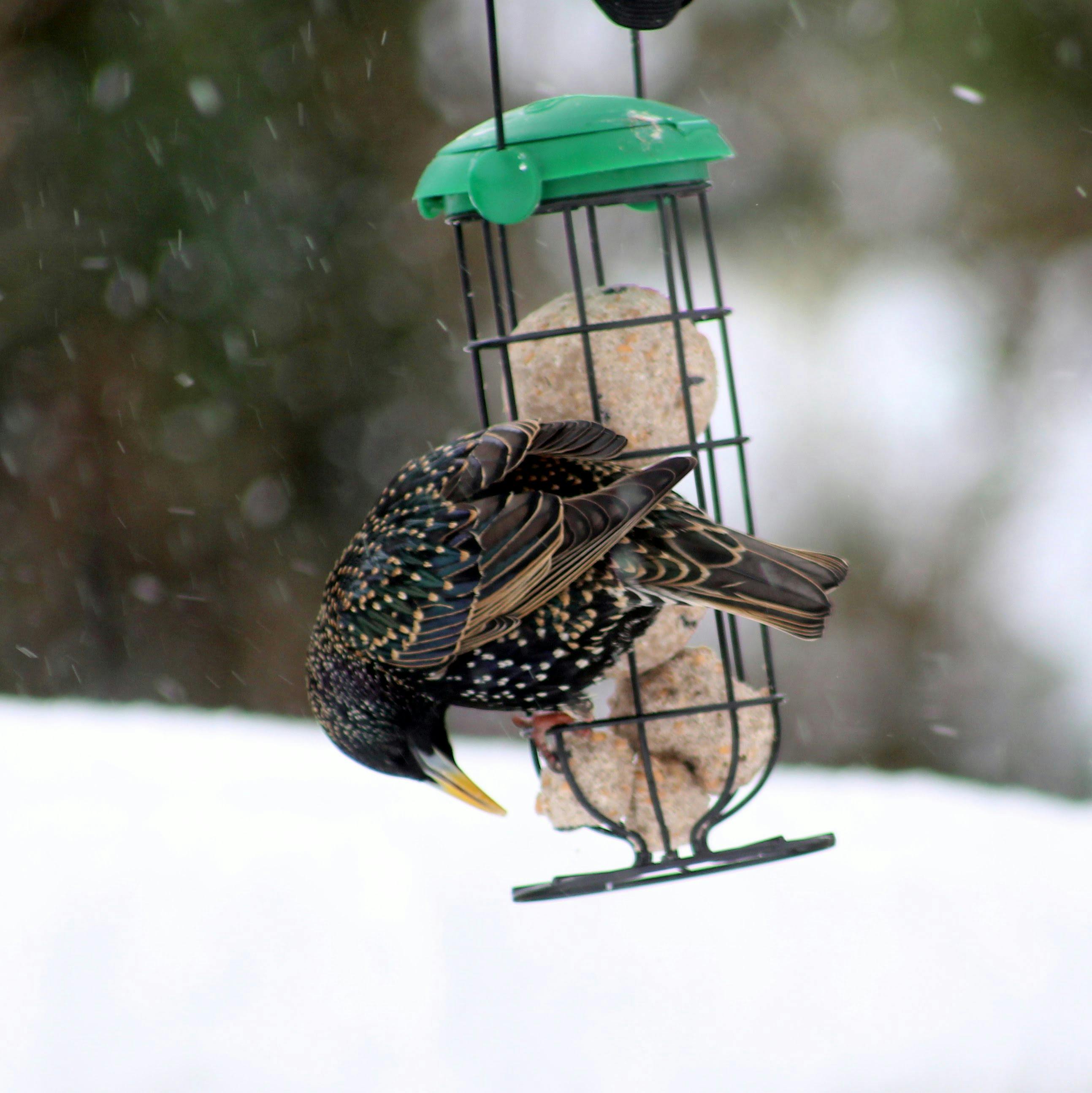 Free stock photo of snow bird