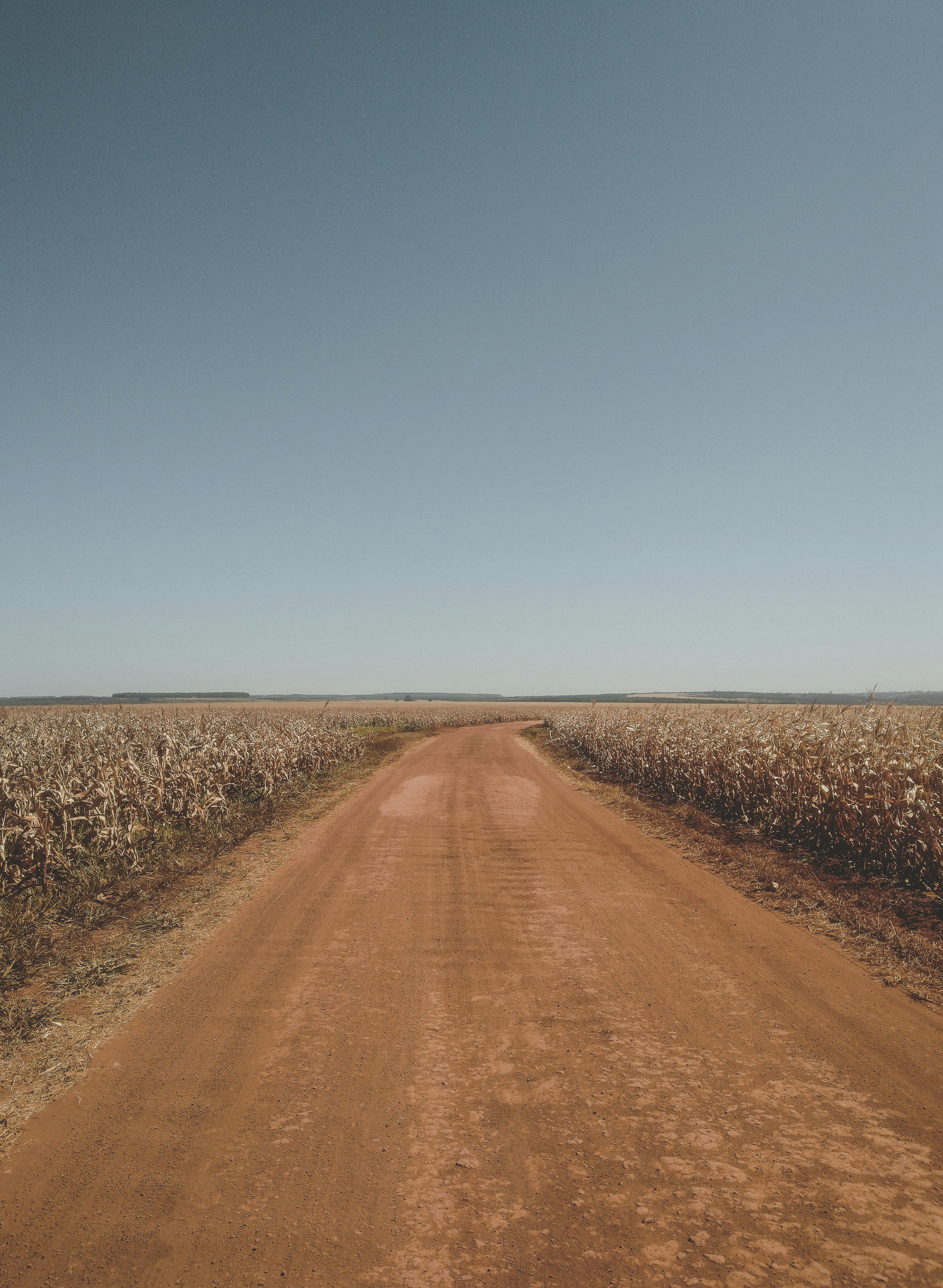 Sand Road in Corn Field · Free Stock Photo