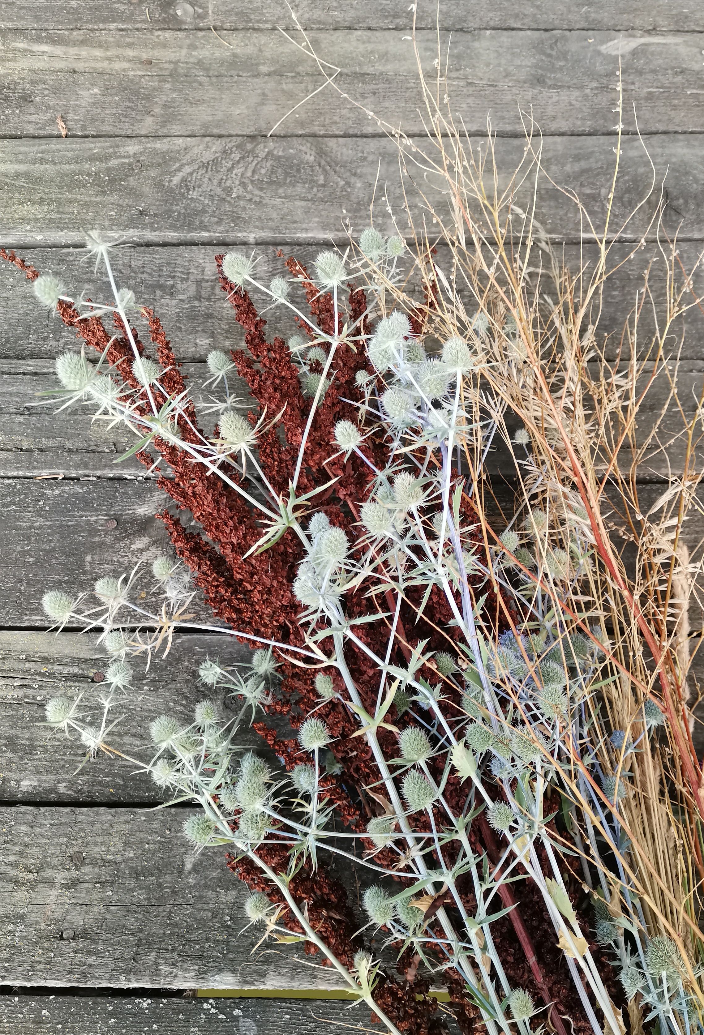 A Close-Up Shot of Dried Flowers · Free Stock Photo
