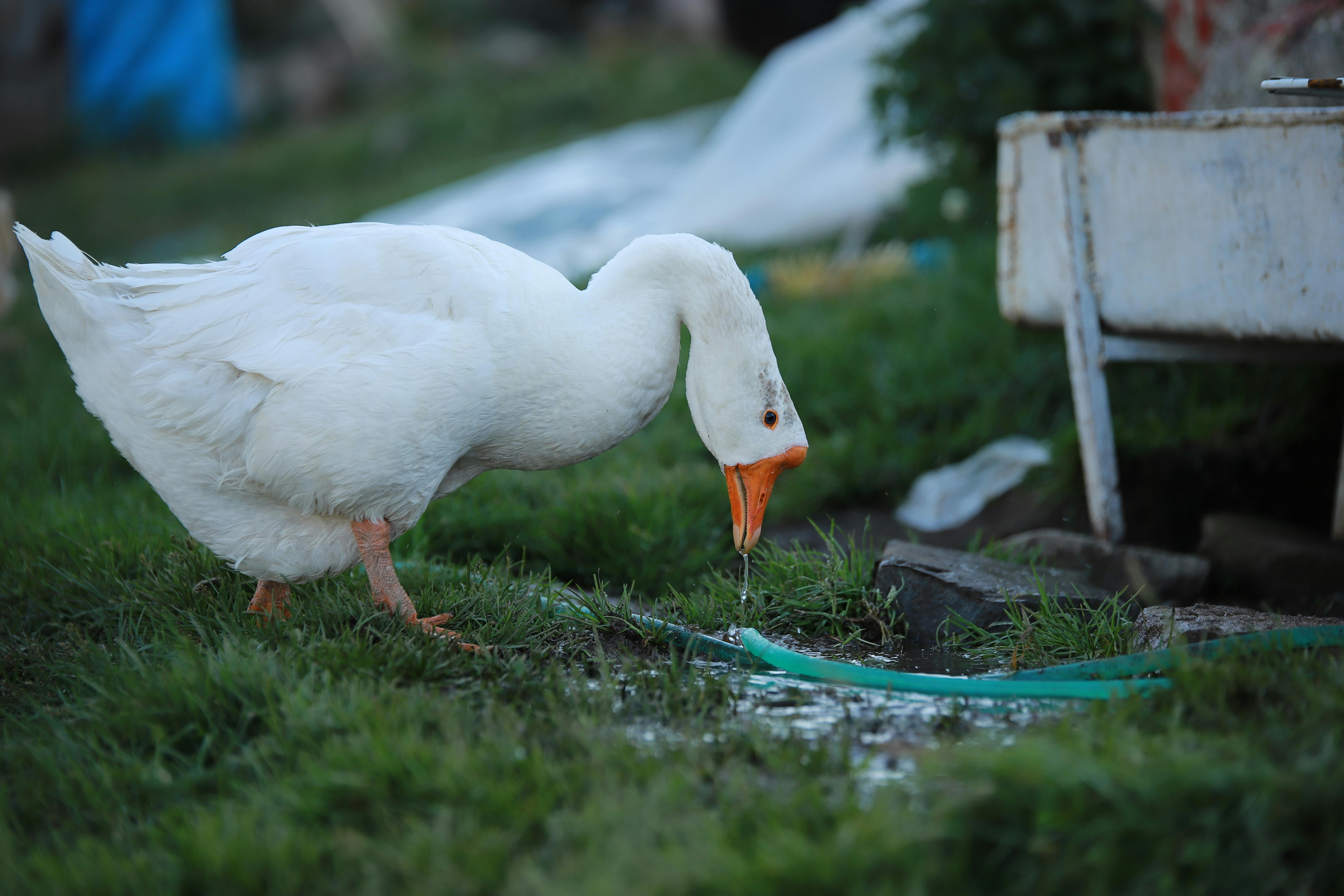 A Goose Drinking from a Puddle · Free Stock Photo