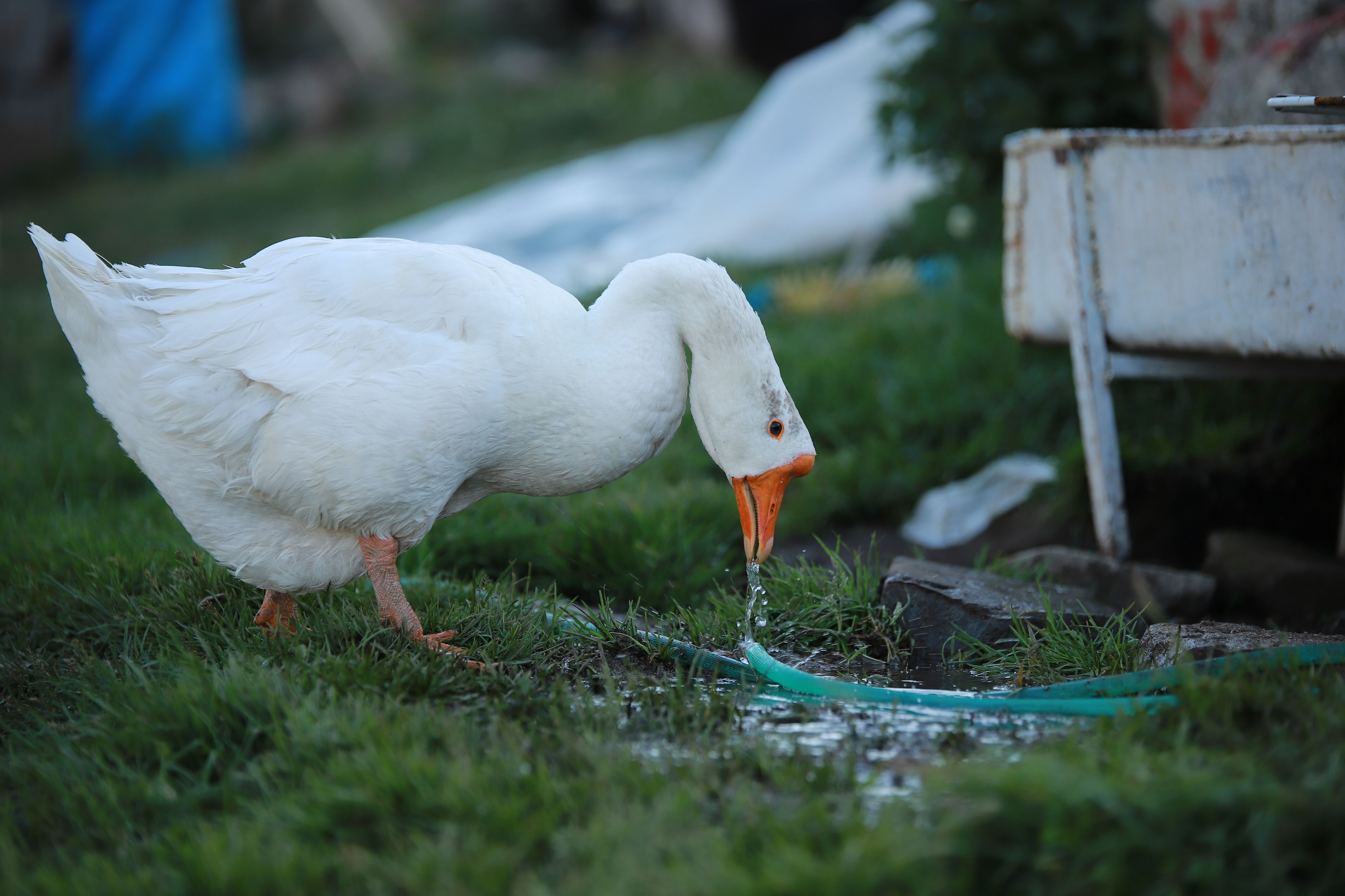 A Goose Drinking Water · Free Stock Photo