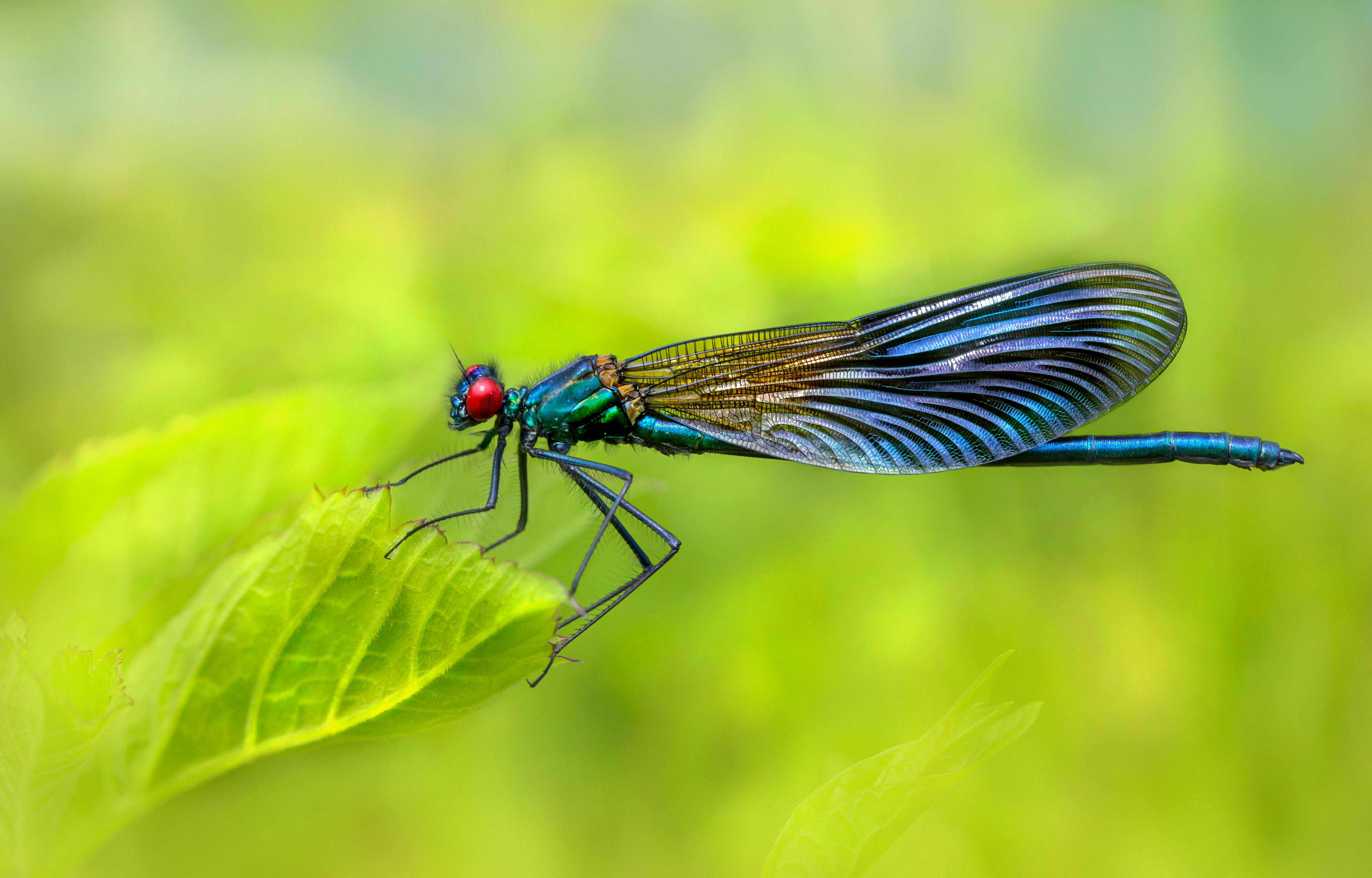 Close Up Photo of a Blue Insect · Free Stock Photo