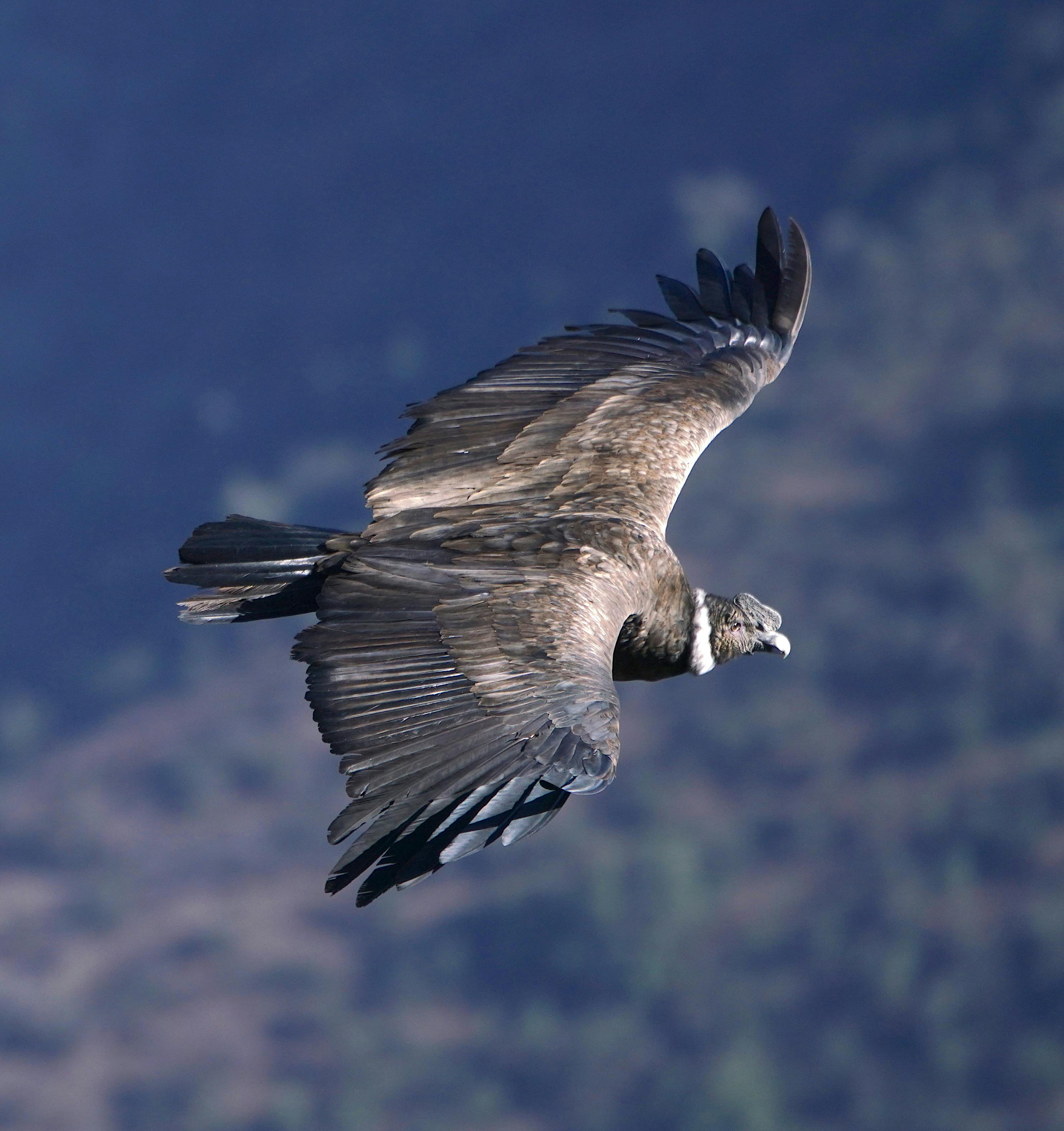 Big Gray Bird Flying · Free Stock Photo