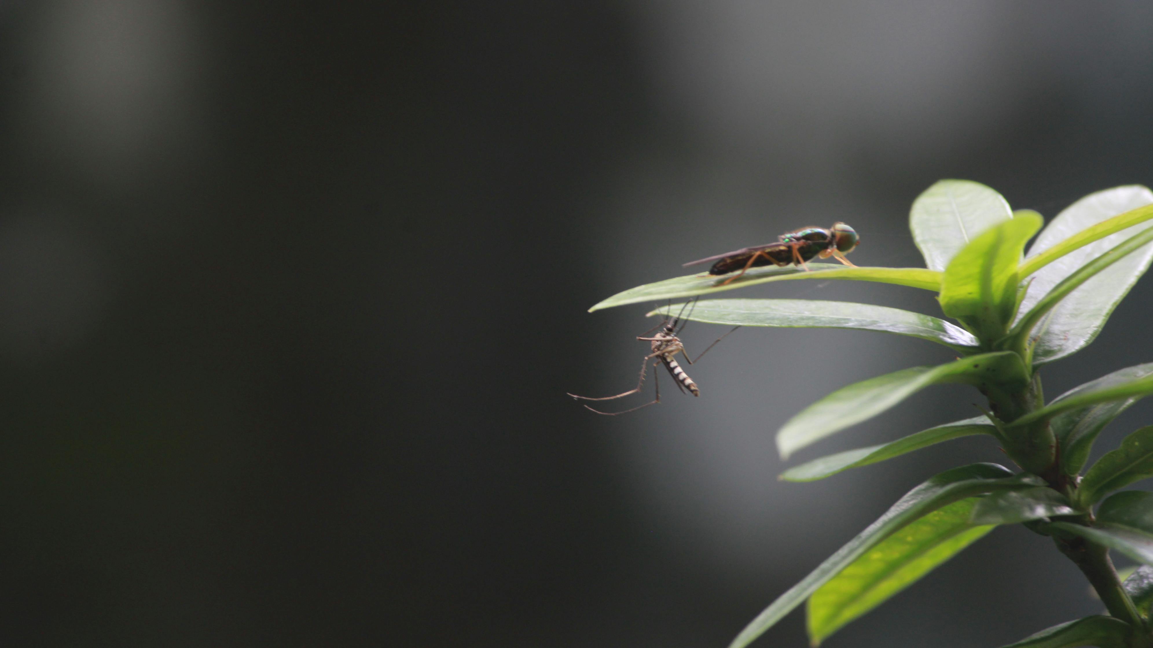 Coral Graphics - 사진