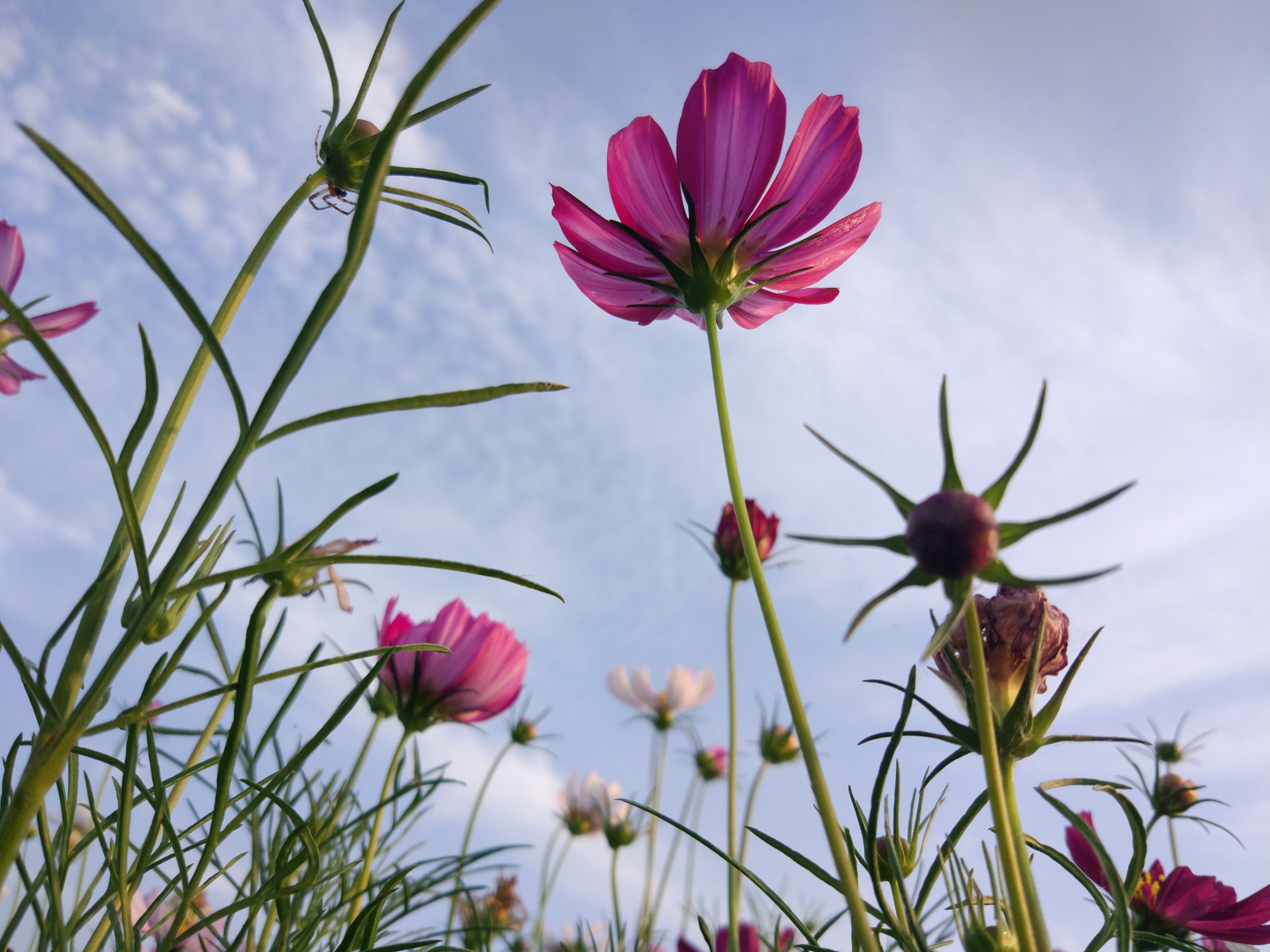 Garden Plant · Free Stock Photo